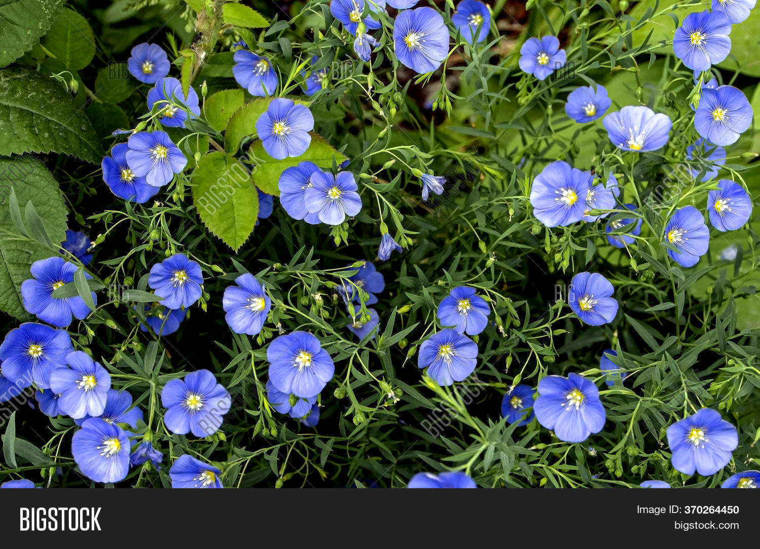 Delicate Blue Flax Image & Photo (Free Trial) | Bigstock
