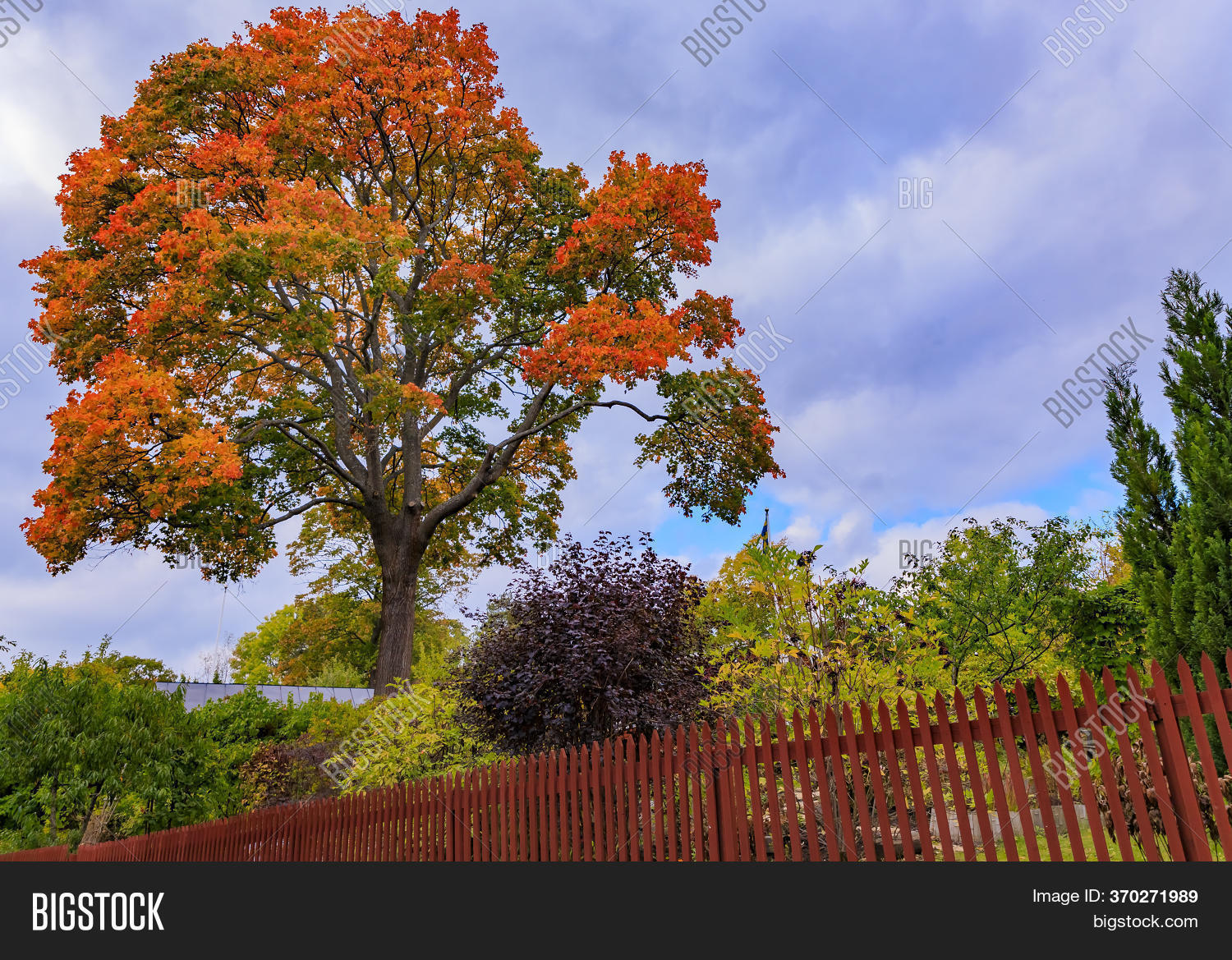 Trees Fall Colors Image & Photo (Free Trial) | Bigstock