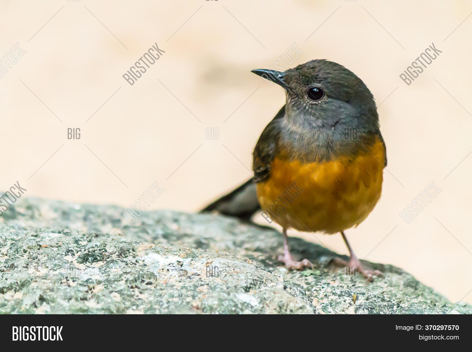 Female White Rumped Image & Photo (Free Trial) | Bigstock