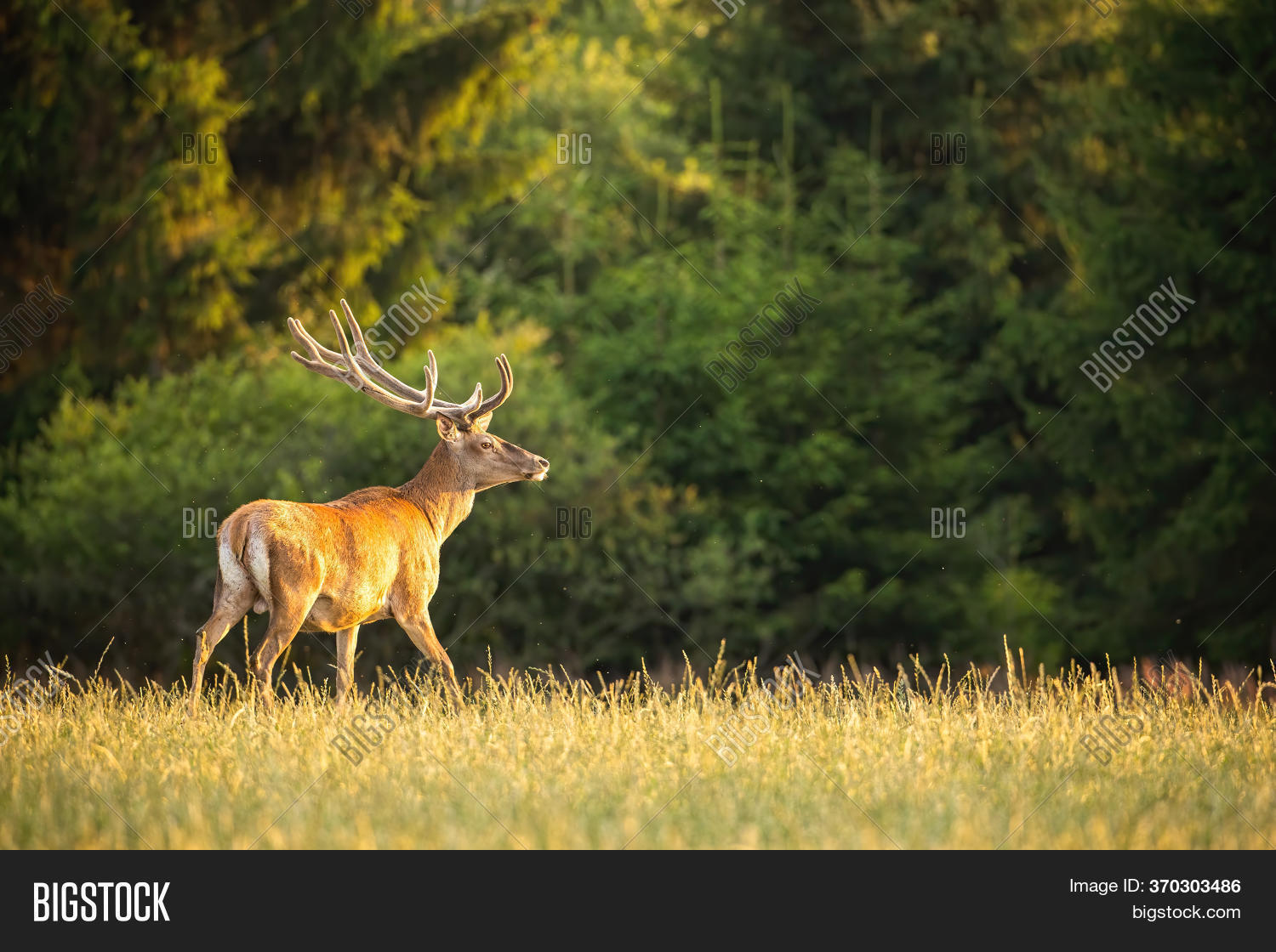 Red Deer Stag Walking Image & Photo (Free Trial) | Bigstock
