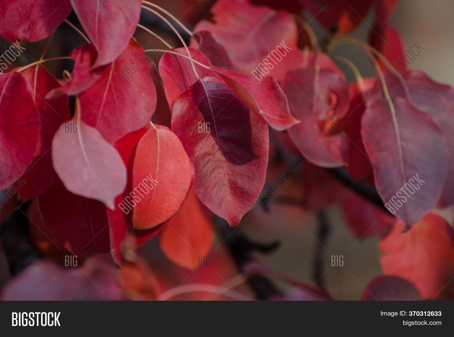 Bright Red Pear Leaves Image & Photo (Free Trial) | Bigstock