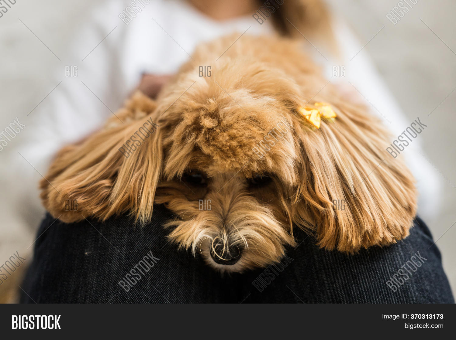 Toy Poodle Yellow Image & Photo (Free Trial) | Bigstock