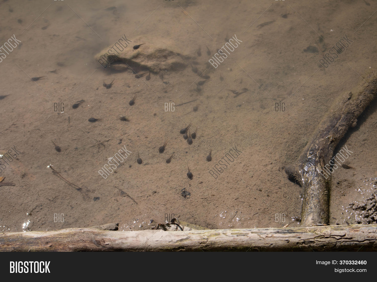 Many Tadpoles Body Image & Photo (Free Trial) | Bigstock