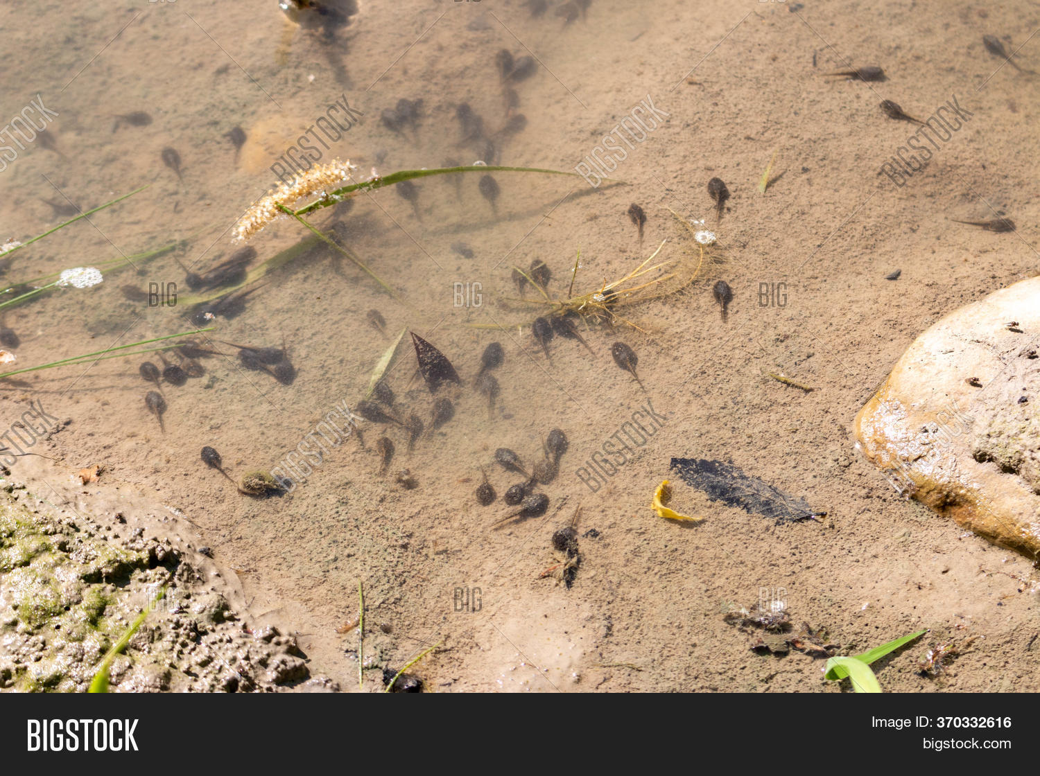 Many Tadpoles Body Image & Photo (Free Trial) | Bigstock