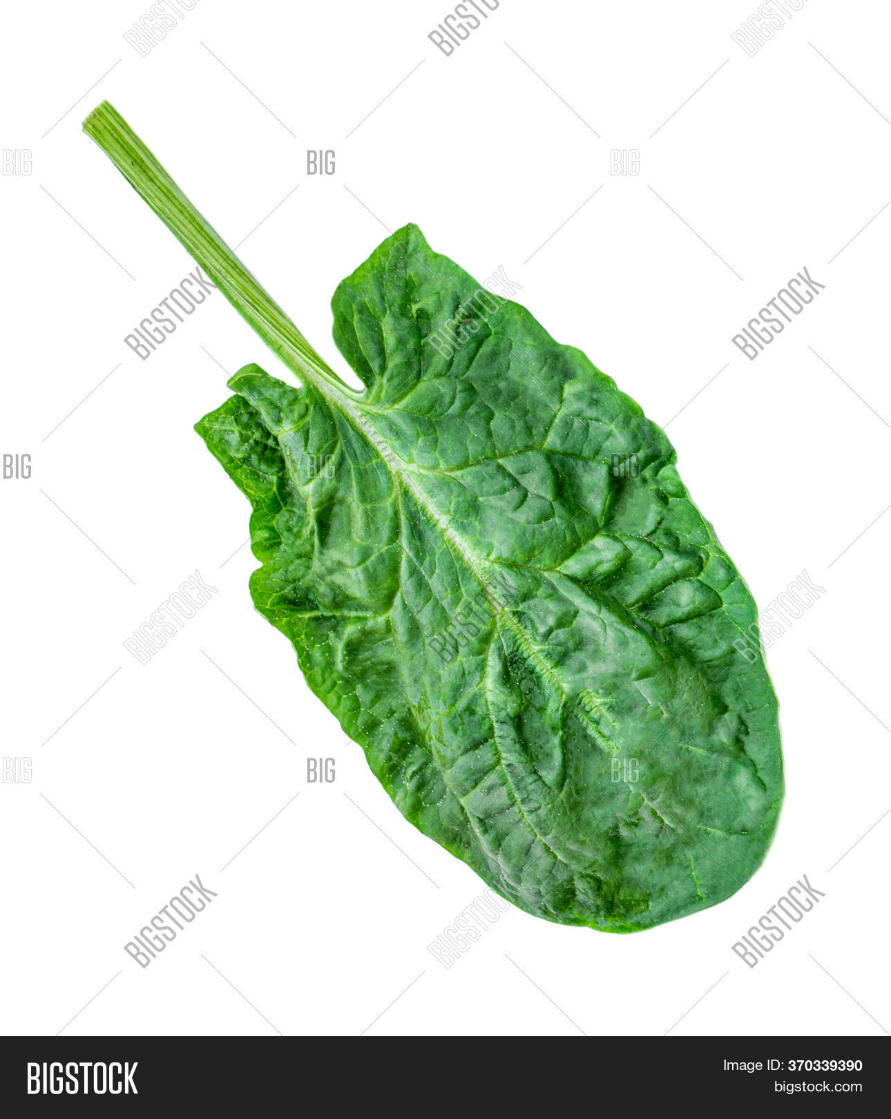 Spinach Leaf Isolated Image & Photo (Free Trial) | Bigstock