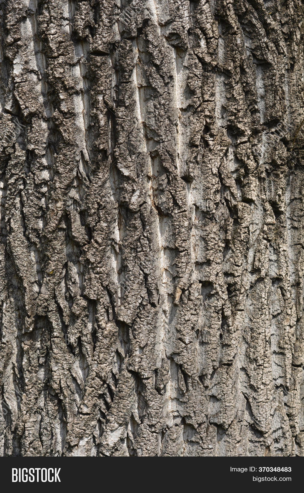 Canadian Poplar Bark Image & Photo (Free Trial) | Bigstock