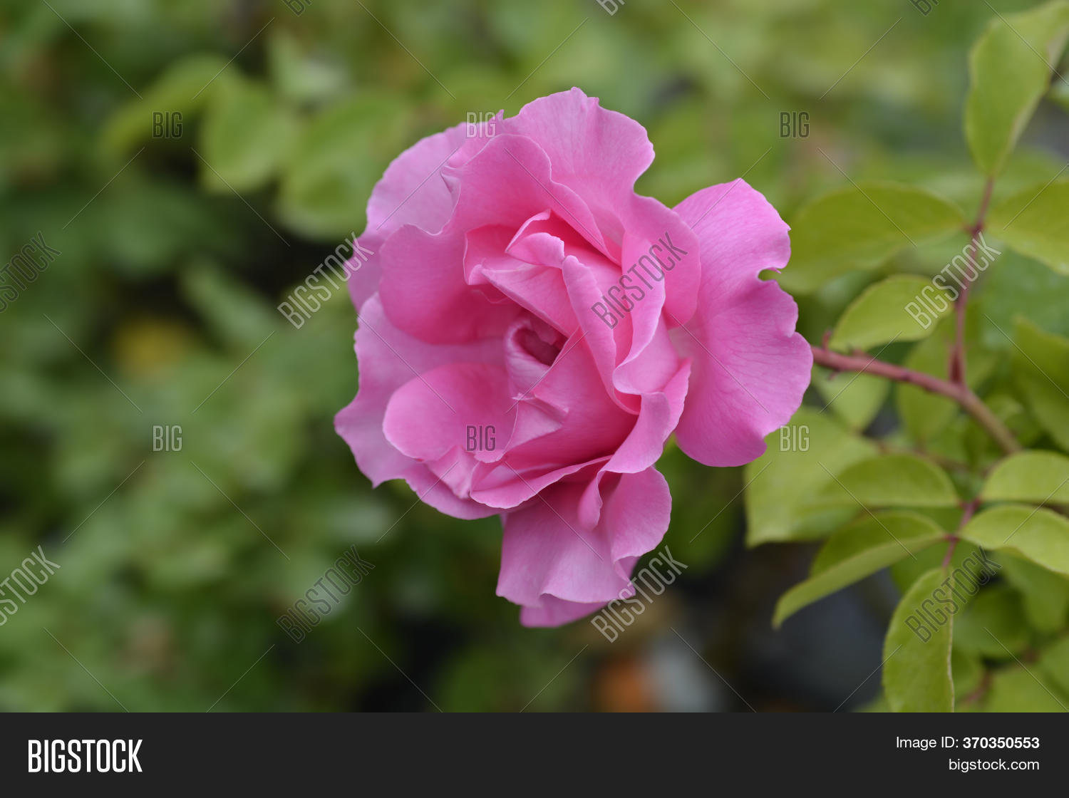 Mccartney Rose - Latin Image & Photo (Free Trial) | Bigstock