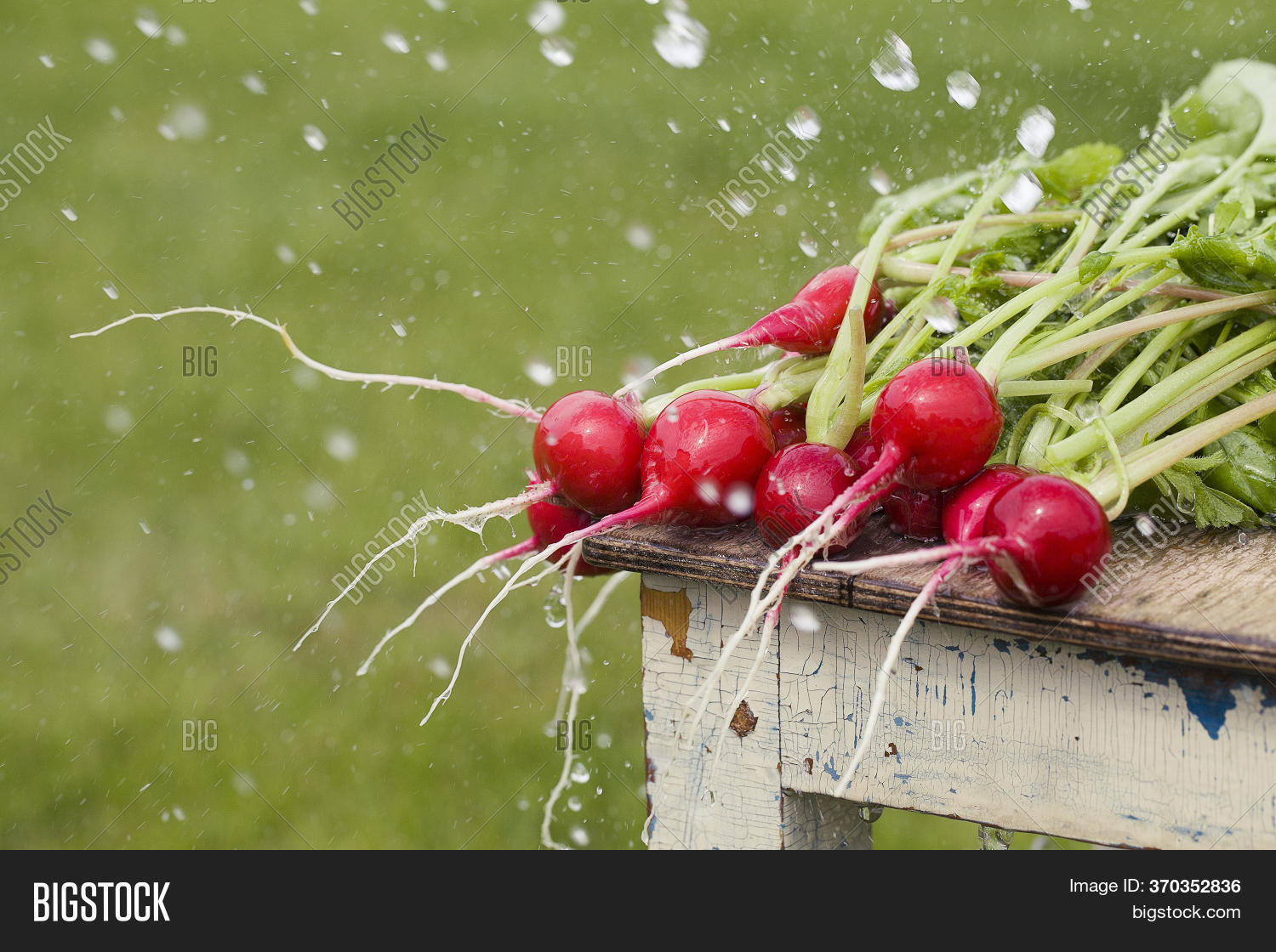 Fresh Radishes On Old Image & Photo (Free Trial) | Bigstock