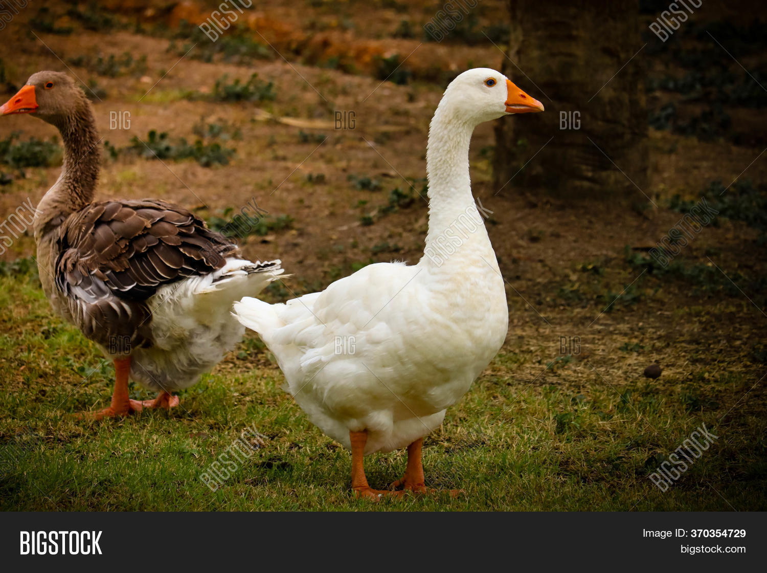 White Domestic Pekin Image & Photo (Free Trial) | Bigstock