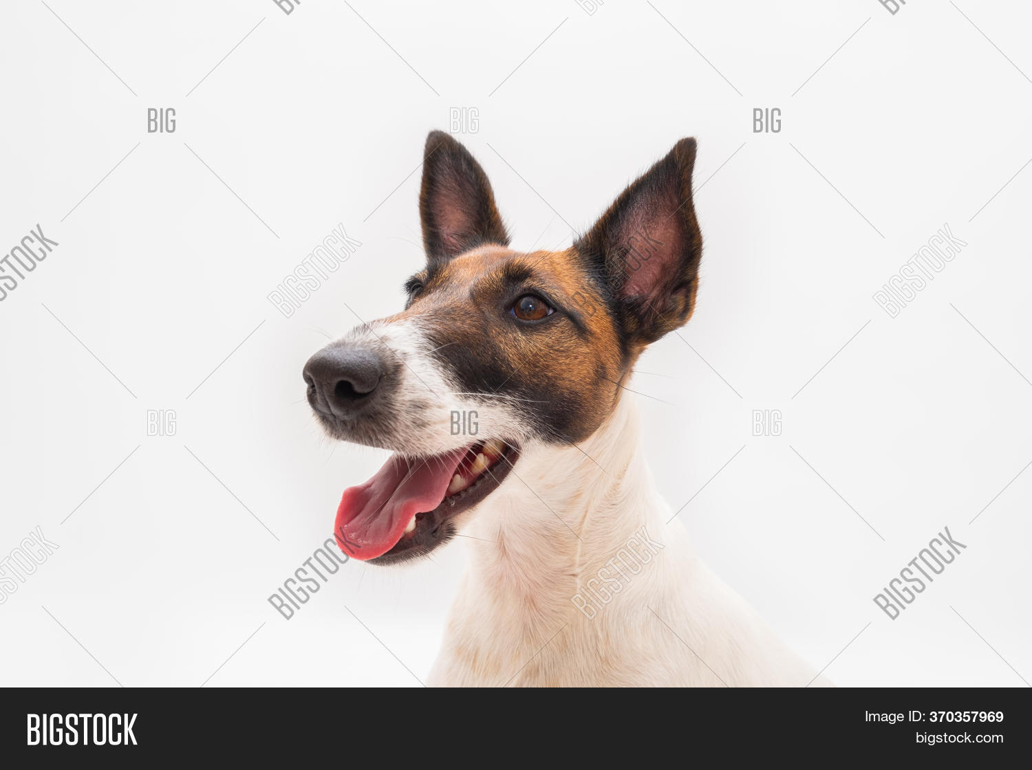 Close- Portrait Fox Image & Photo (Free Trial) | Bigstock