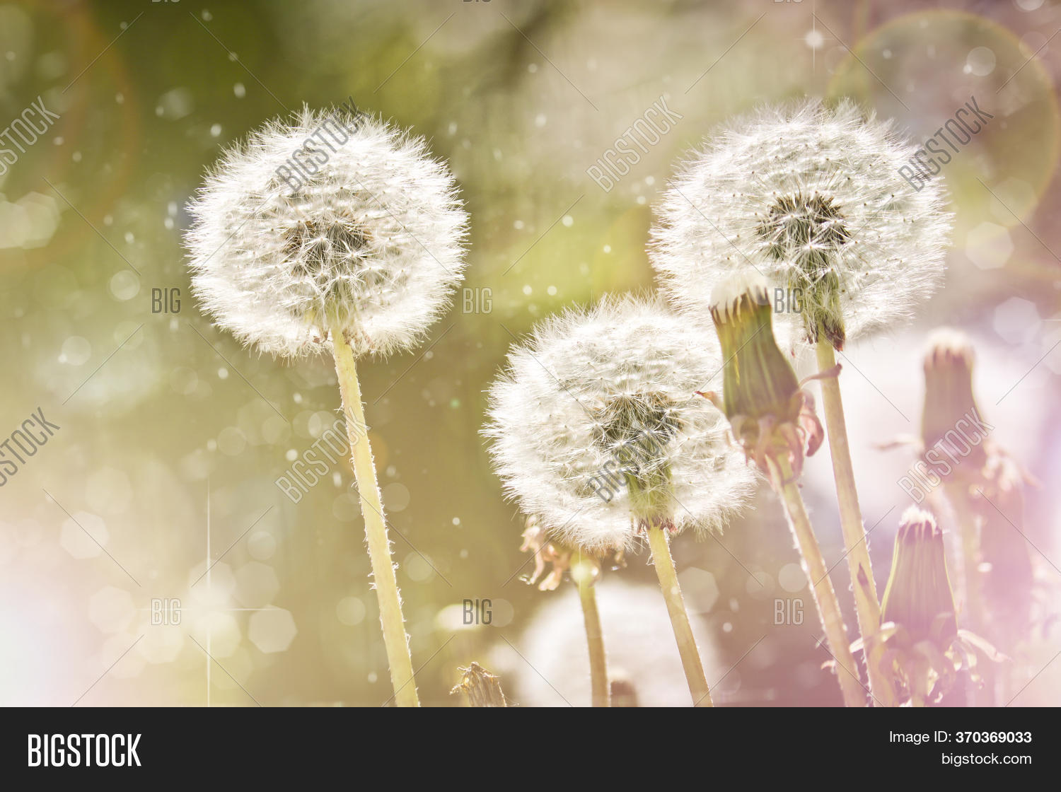 Dandelion Fluffy Seeds Image & Photo (Free Trial) | Bigstock