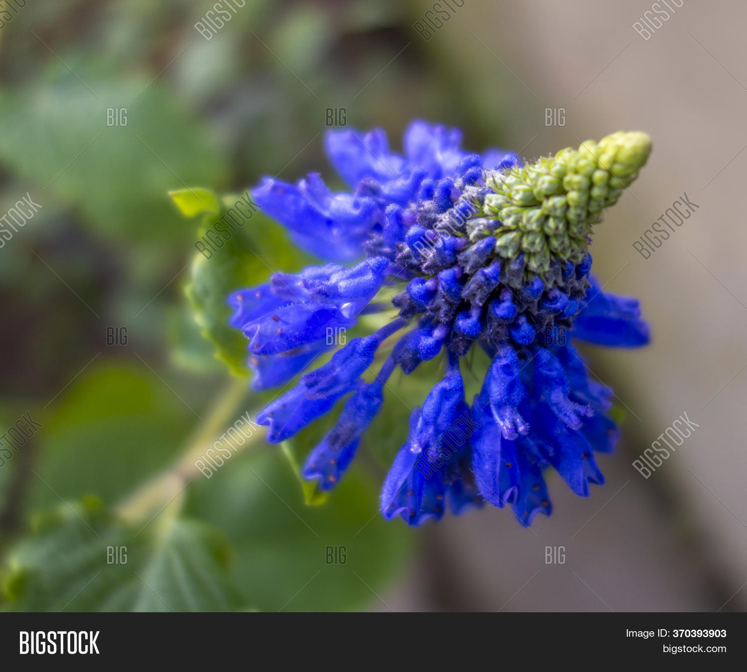 Picture Exotic Blue Image & Photo (Free Trial) | Bigstock