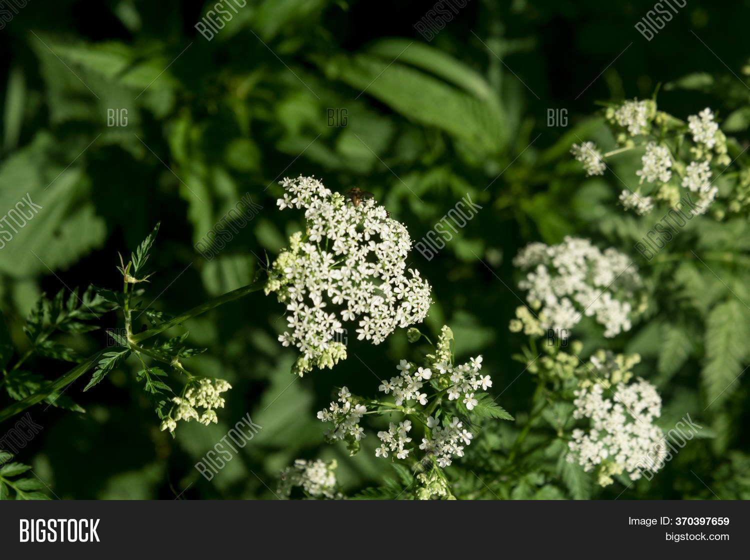 Conium Maculatum Image & Photo (Free Trial) | Bigstock