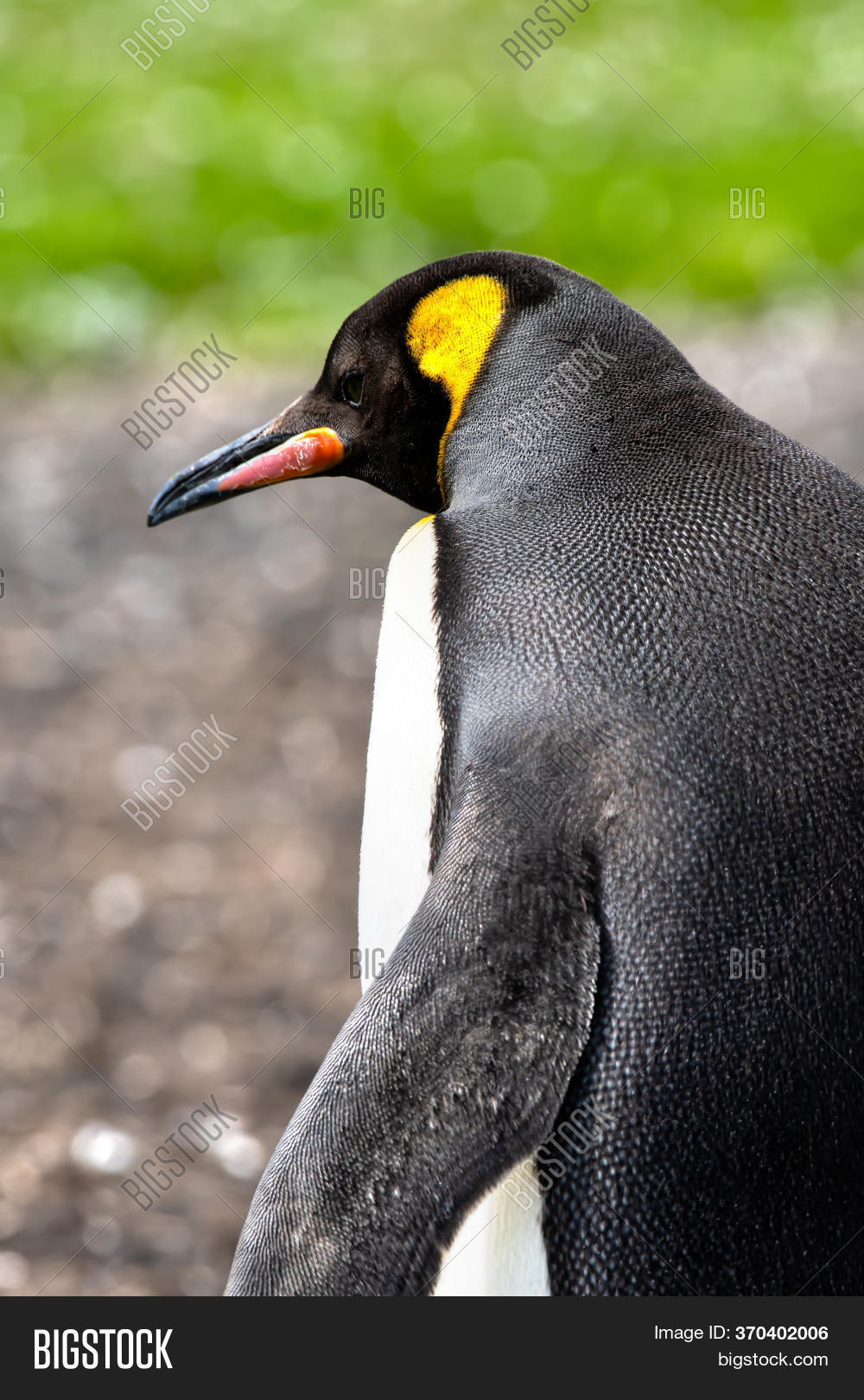 Portrait King Penguin Image & Photo (Free Trial) | Bigstock