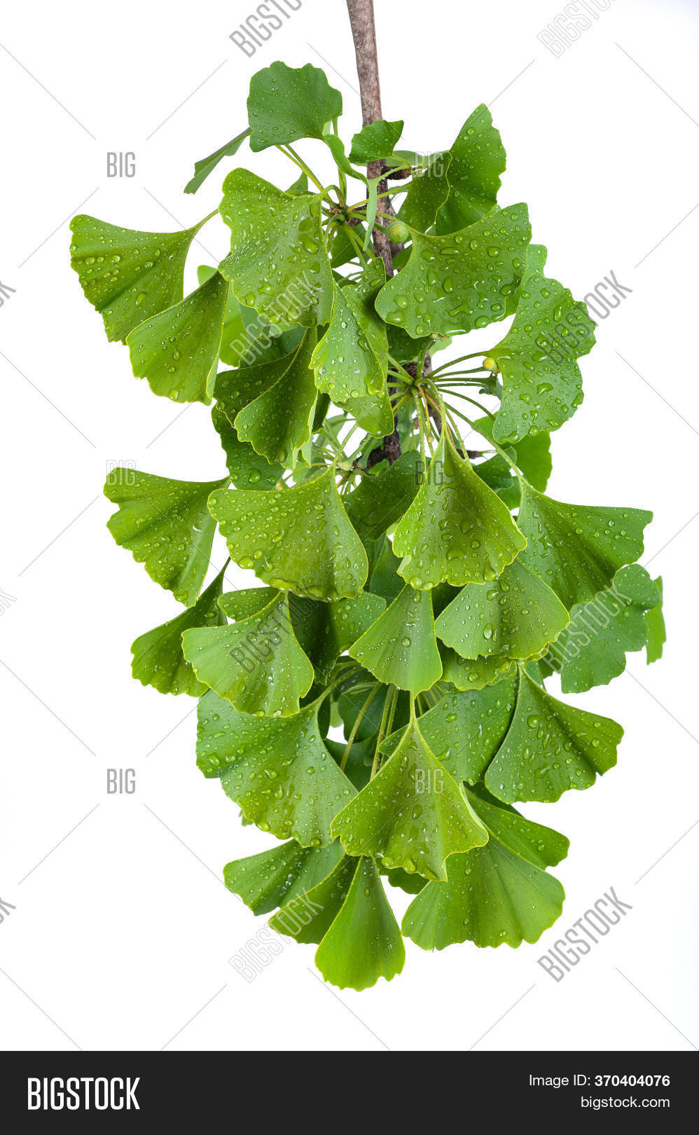 Ginkgo Biloba Branch Image & Photo (Free Trial) | Bigstock
