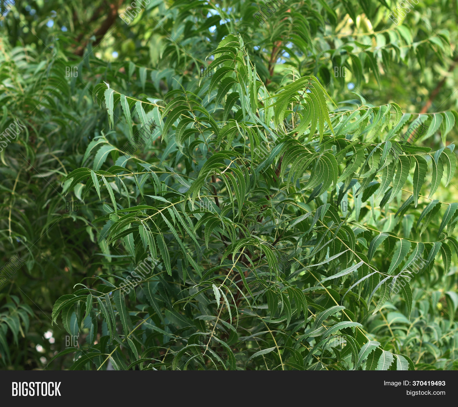 Azadirachta Indica, Image & Photo (Free Trial) | Bigstock