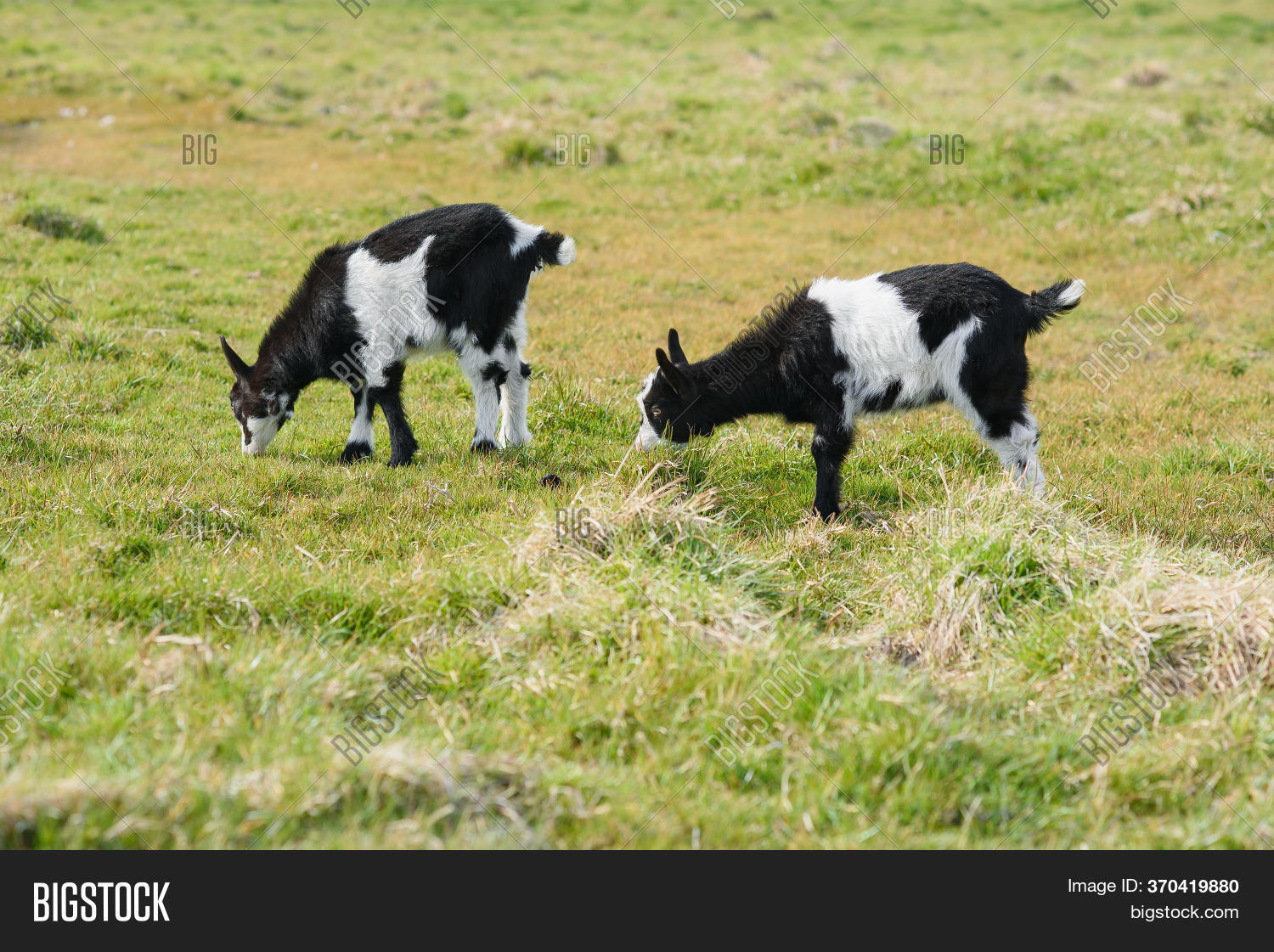 Three Goat Kids Image & Photo (Free Trial) | Bigstock