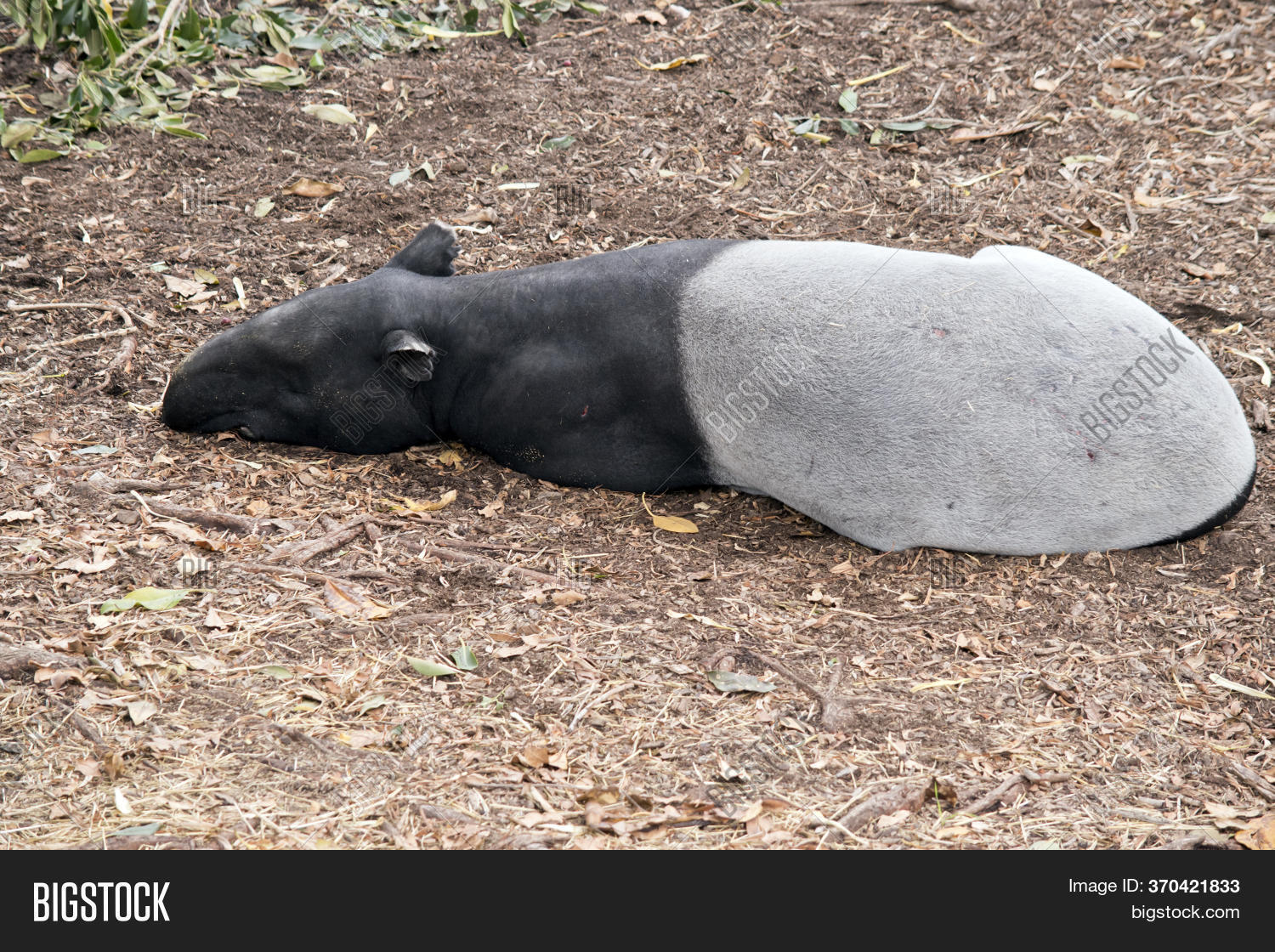 Malayan Tapir Black Image & Photo (Free Trial) | Bigstock