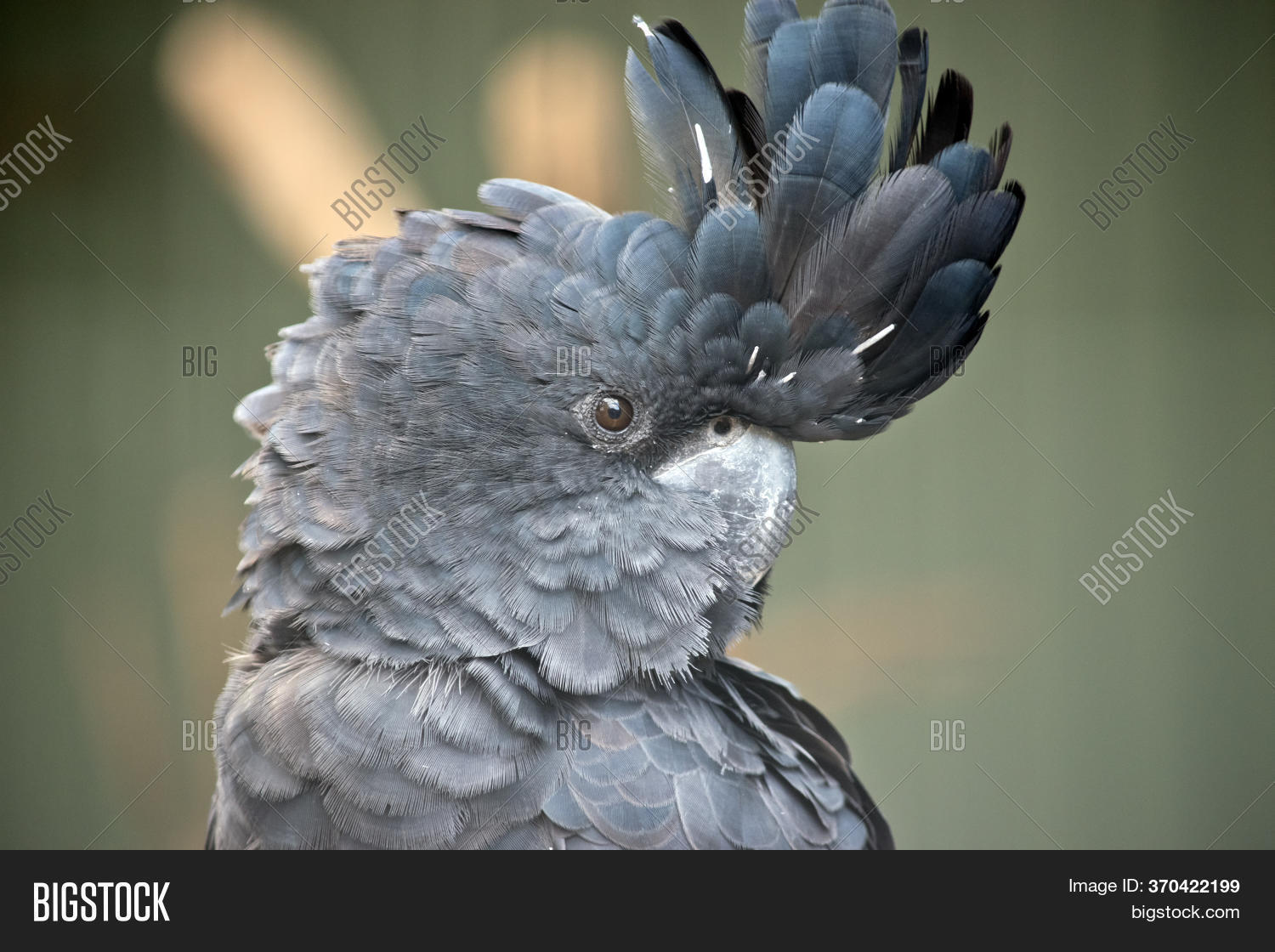 This Side View Red Image & Photo (Free Trial) | Bigstock