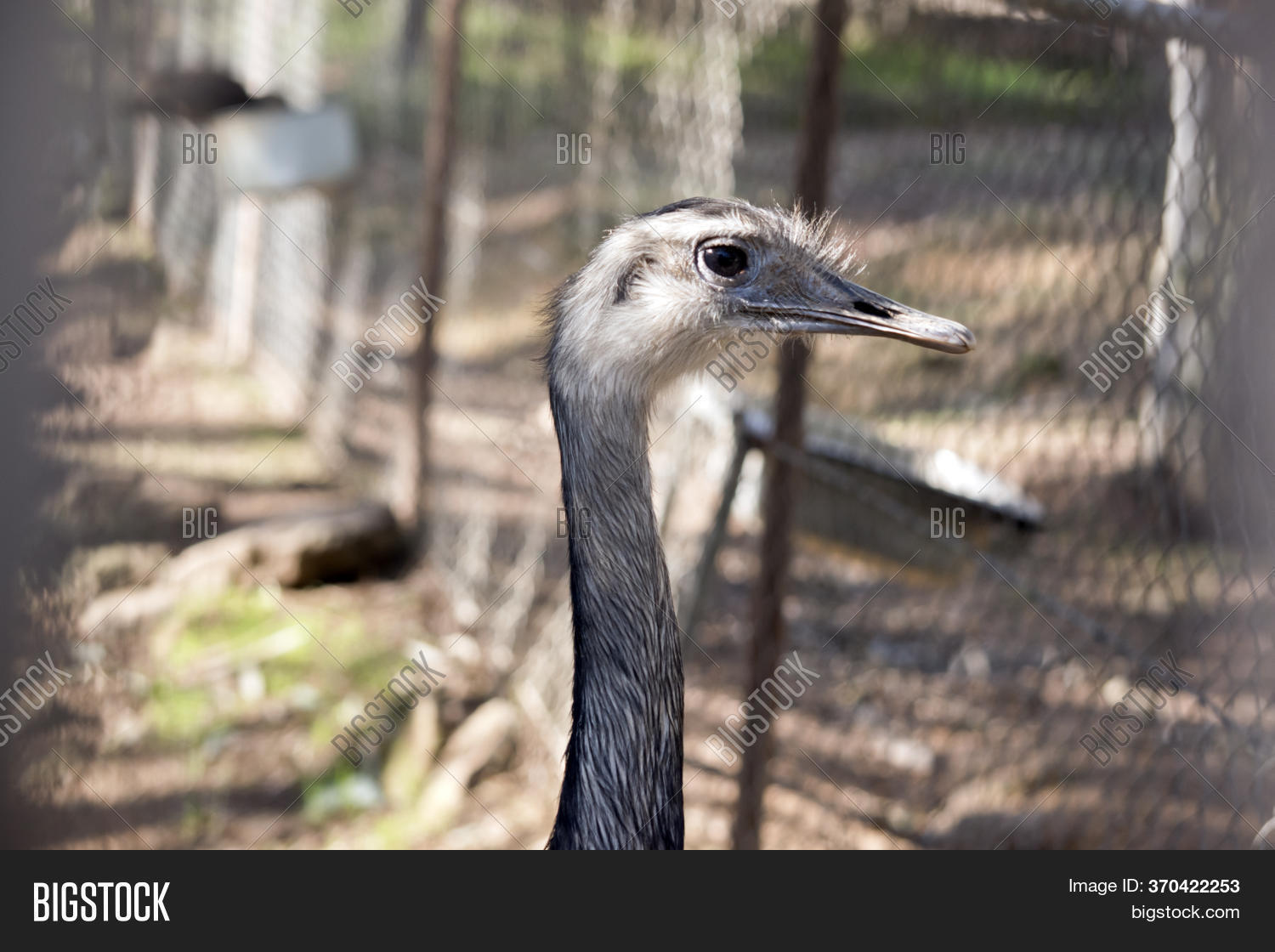 This Close Rhea Image & Photo (Free Trial) | Bigstock
