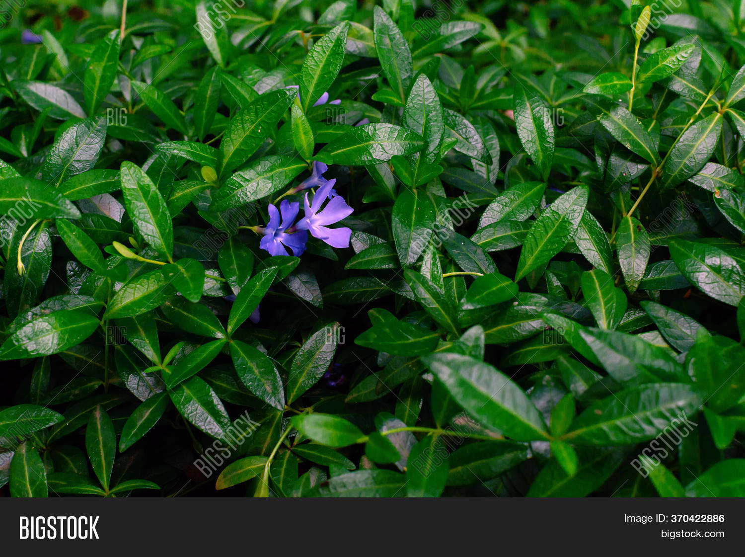Periwinkle Flower Image & Photo (Free Trial) | Bigstock