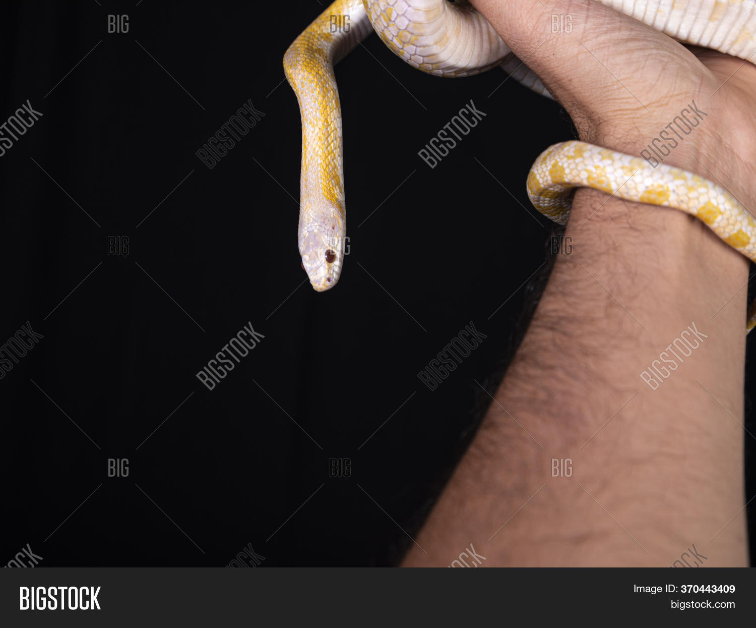 Beautiful Hybrid Snake Image & Photo (Free Trial) | Bigstock