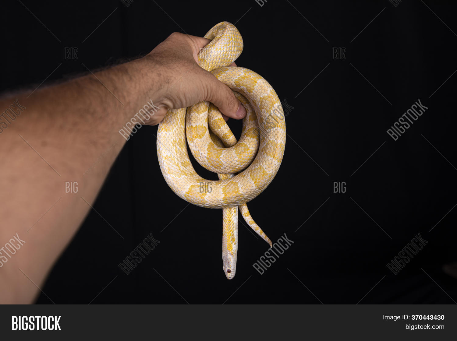 Beautiful Hybrid Snake Image & Photo (Free Trial) | Bigstock