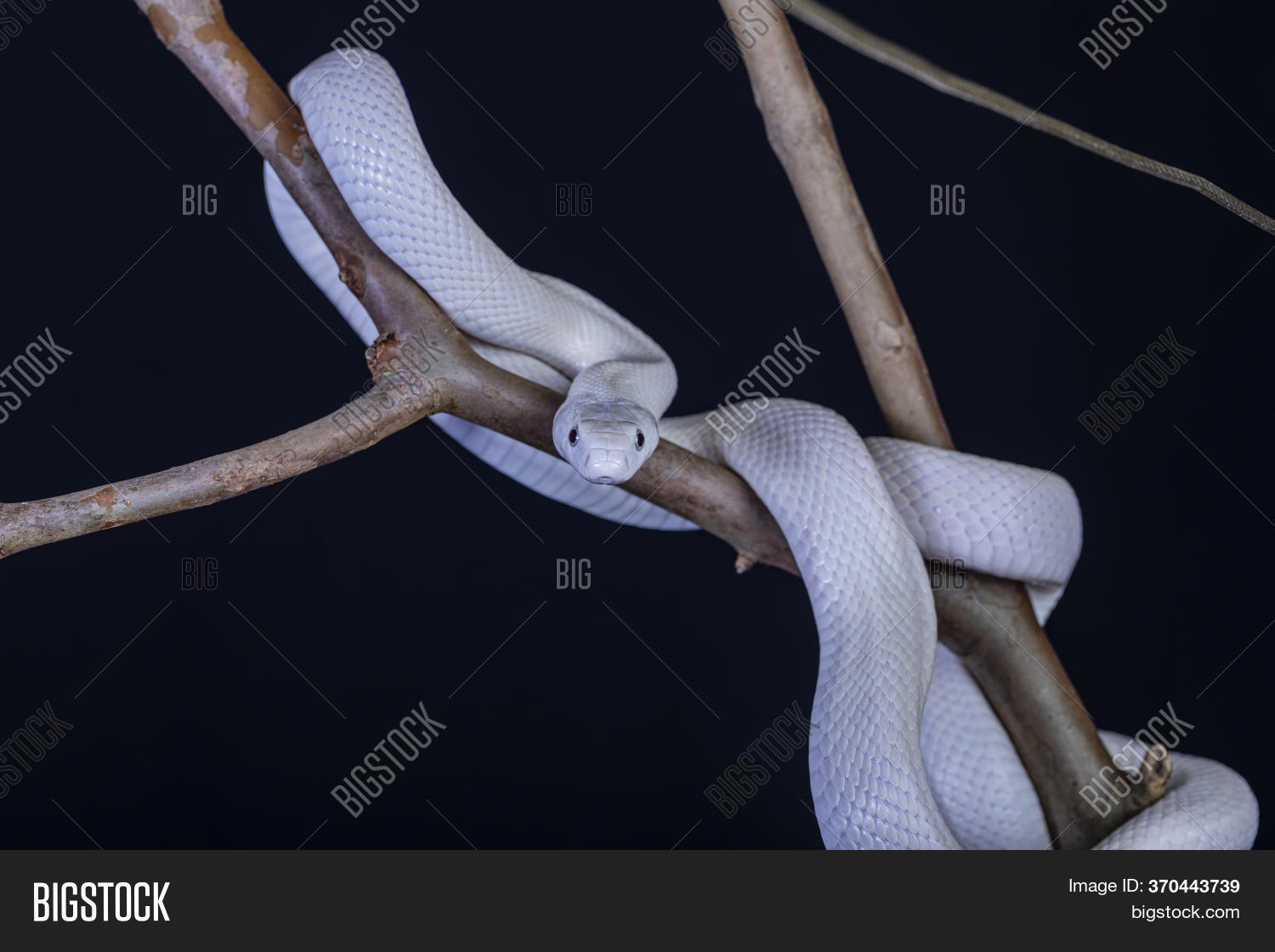 Texas Rat Snake ( Image & Photo (Free Trial) | Bigstock