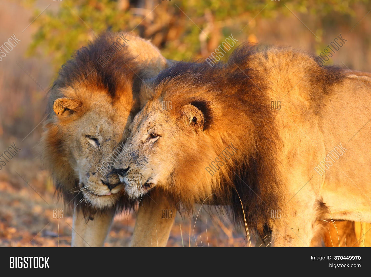Transvaal Lion ( Image & Photo (Free Trial) | Bigstock