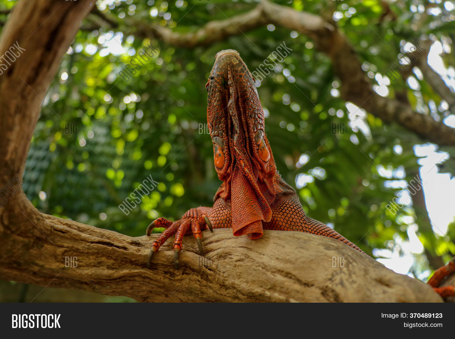View Bottom Red Iguana Image & Photo (Free Trial) | Bigstock