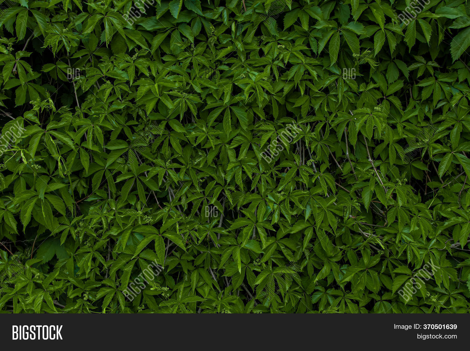 Garden Moody Green Image & Photo (Free Trial) | Bigstock