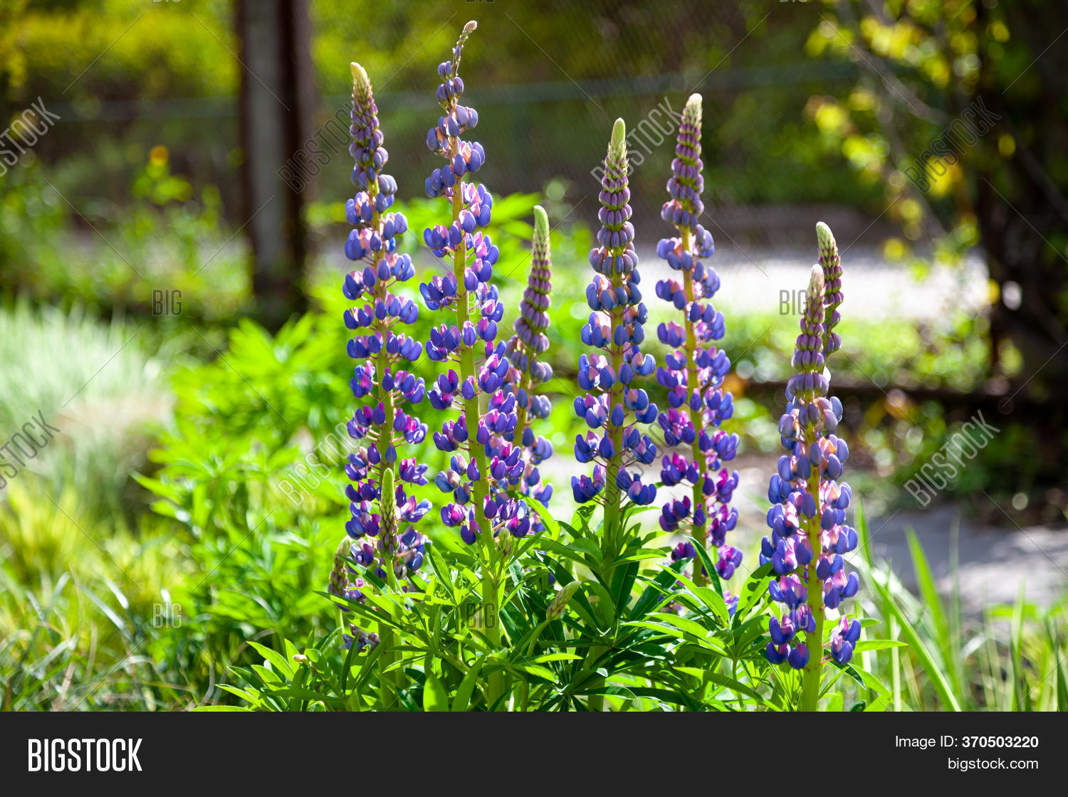 Lupine Flowers Landscape