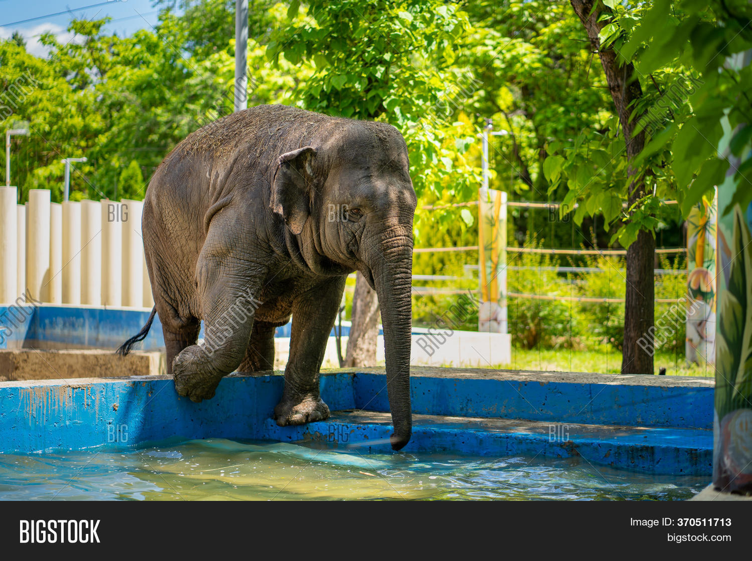 Elephant Swimming Pool Image & Photo (Free Trial) | Bigstock