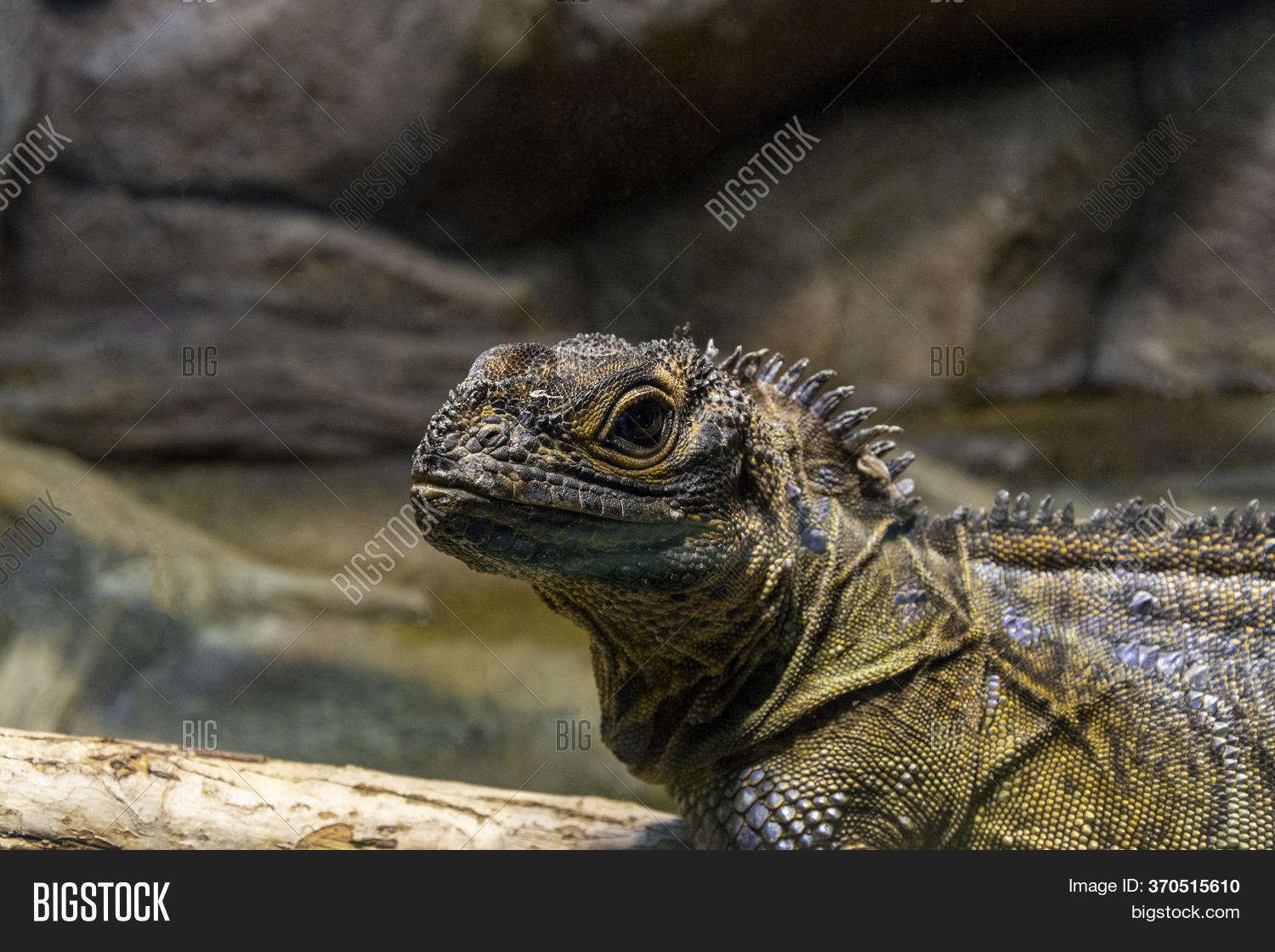 Iguana Head Close . Image & Photo (Free Trial) | Bigstock