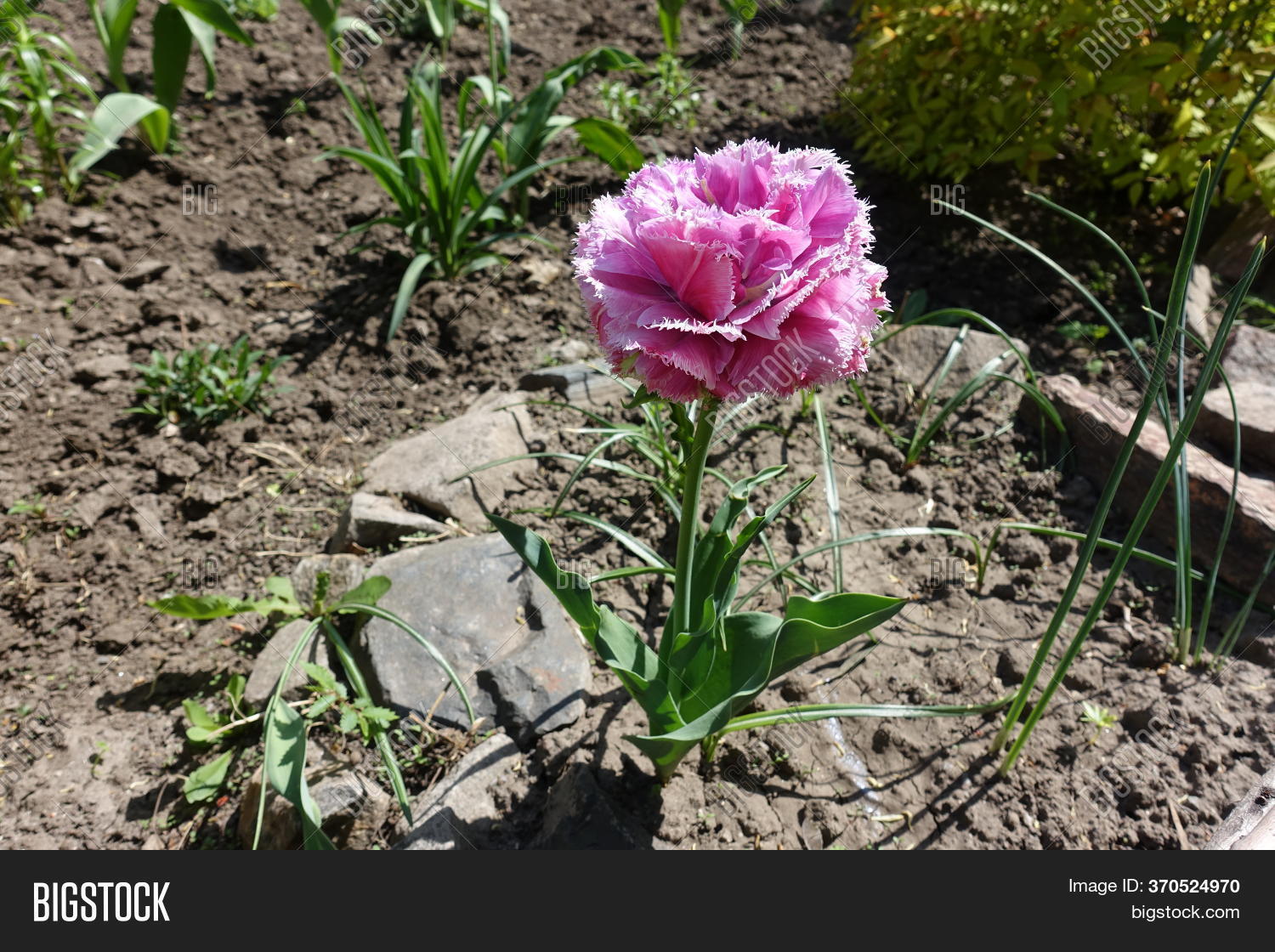 Double Fringed Pink Image & Photo (Free Trial) | Bigstock