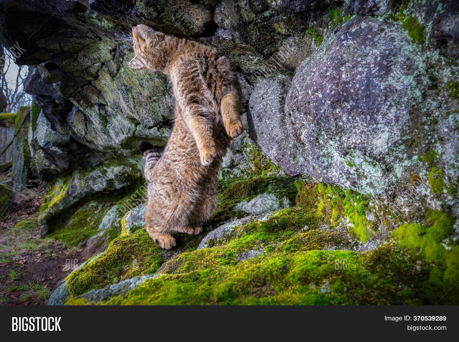 European Wildcat Image & Photo (Free Trial) | Bigstock