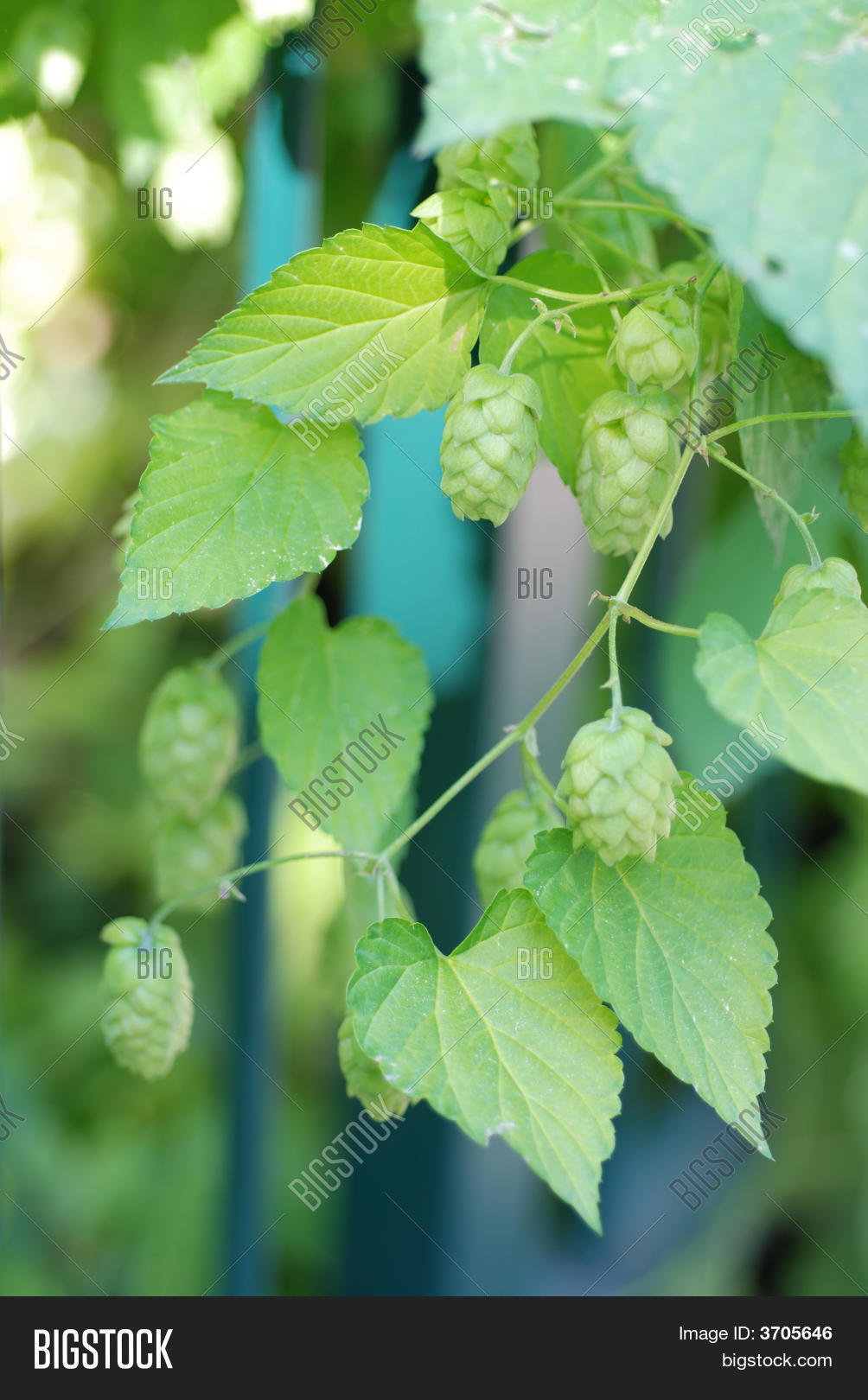 Golden Hops - Humulus Image & Photo (Free Trial) | Bigstock
