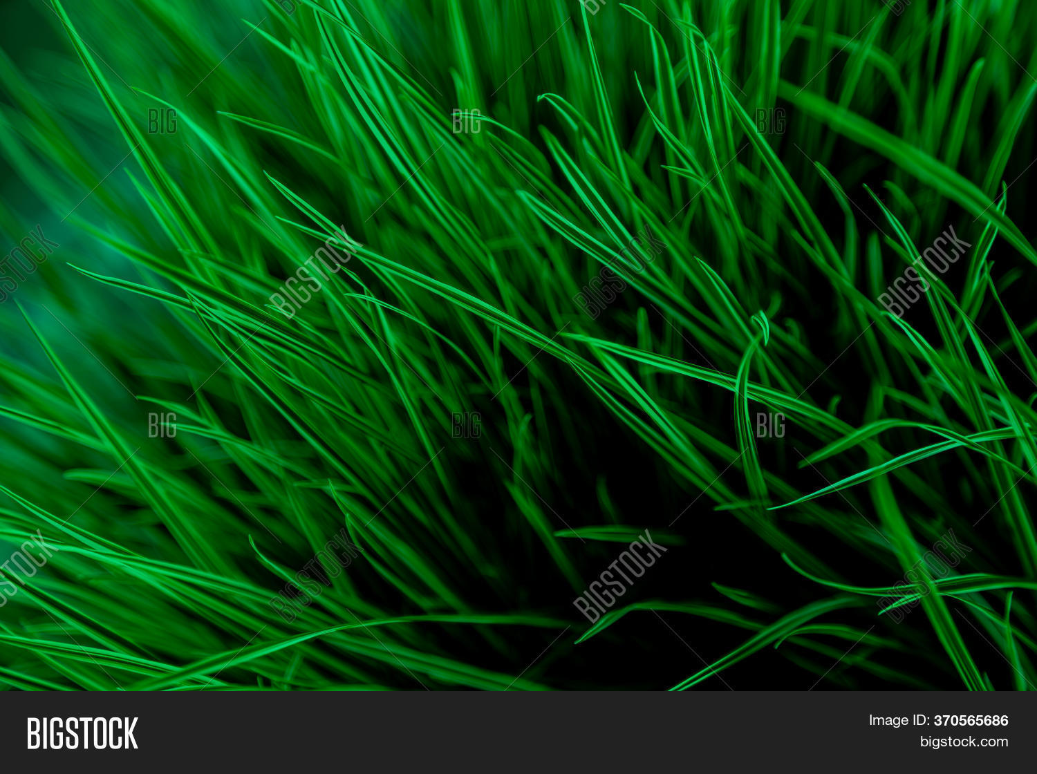 Green Grass Background Image & Photo (Free Trial) | Bigstock