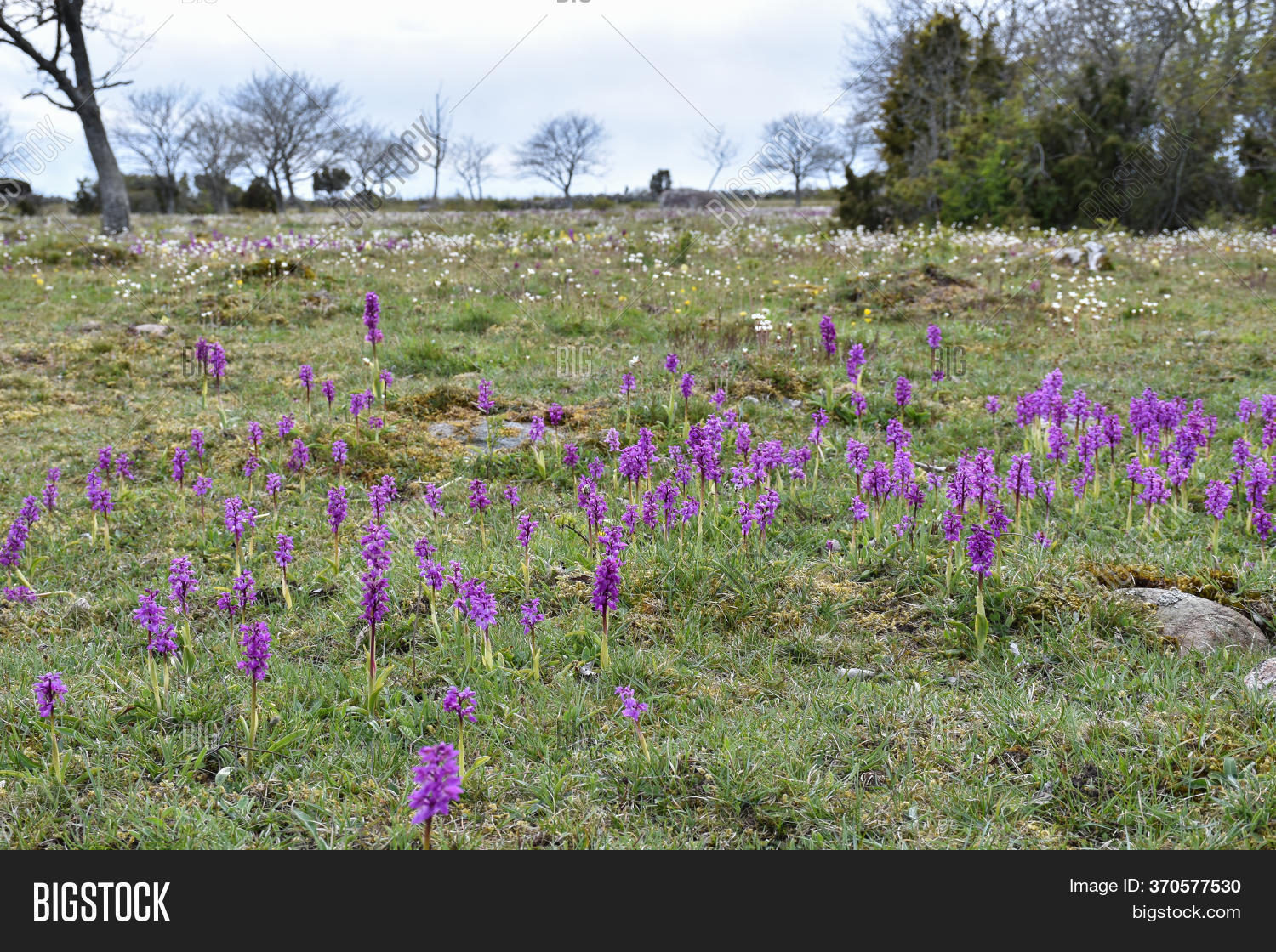 Field Purple Orchids Image & Photo (Free Trial) | Bigstock