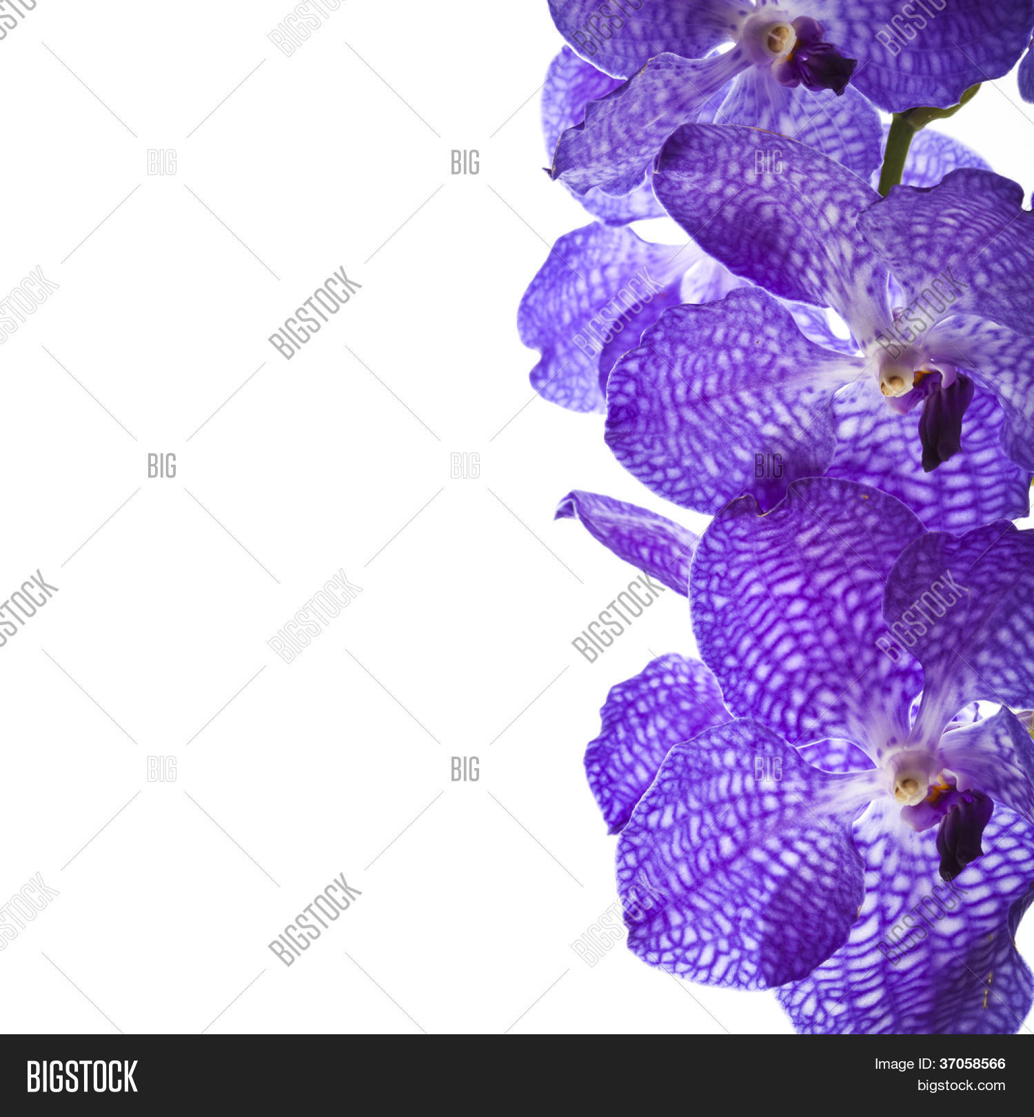 Border Orchid Flower ( Image & Photo (Free Trial) | Bigstock