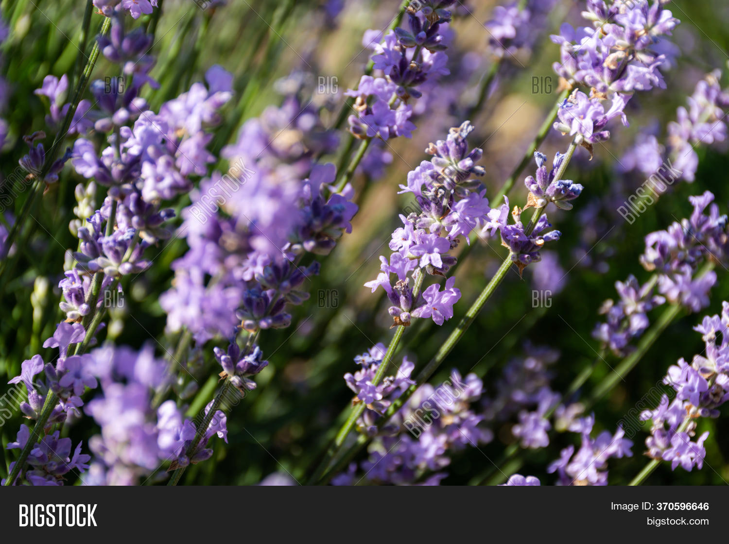 Closeup Lavender Image & Photo (Free Trial) | Bigstock