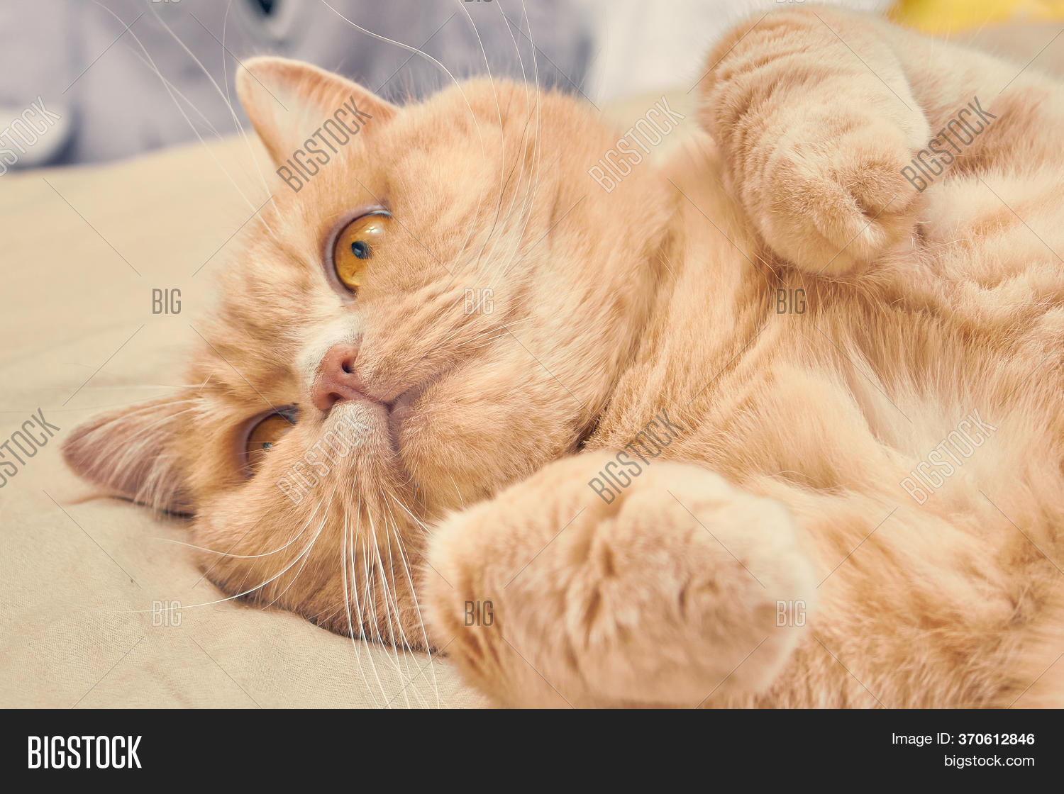 Ginger Cat Pink Legs Image & Photo (Free Trial) | Bigstock
