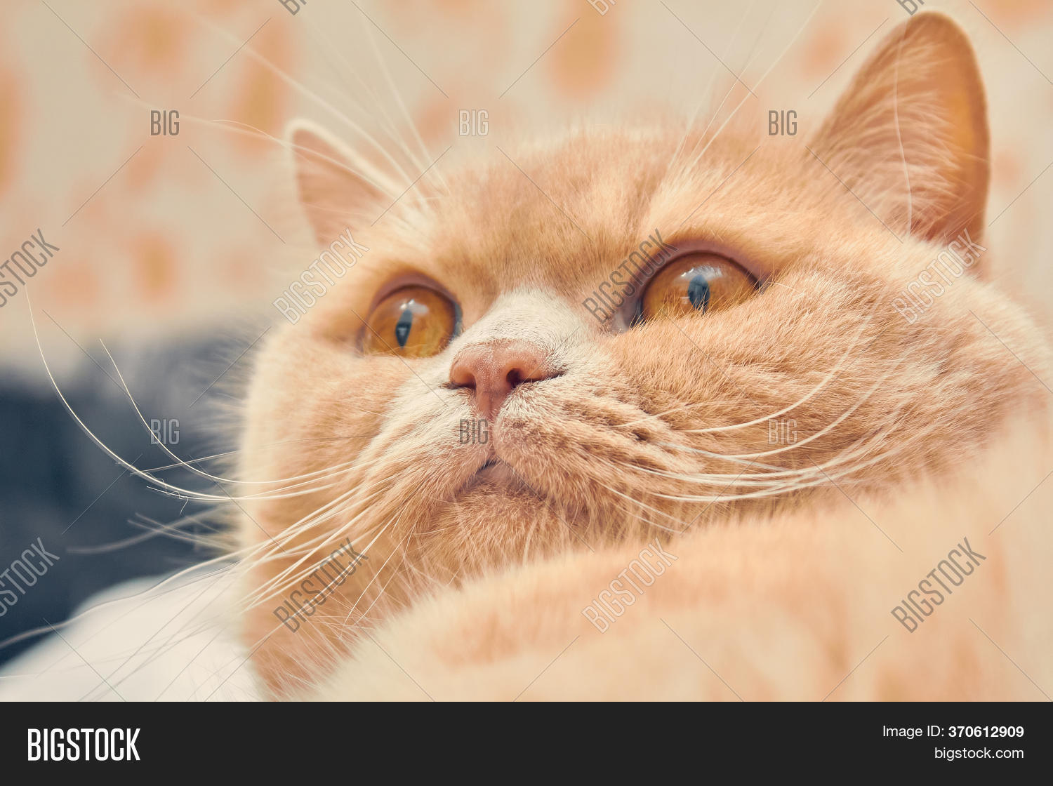 Ginger Cat Surprised Image & Photo (Free Trial) | Bigstock