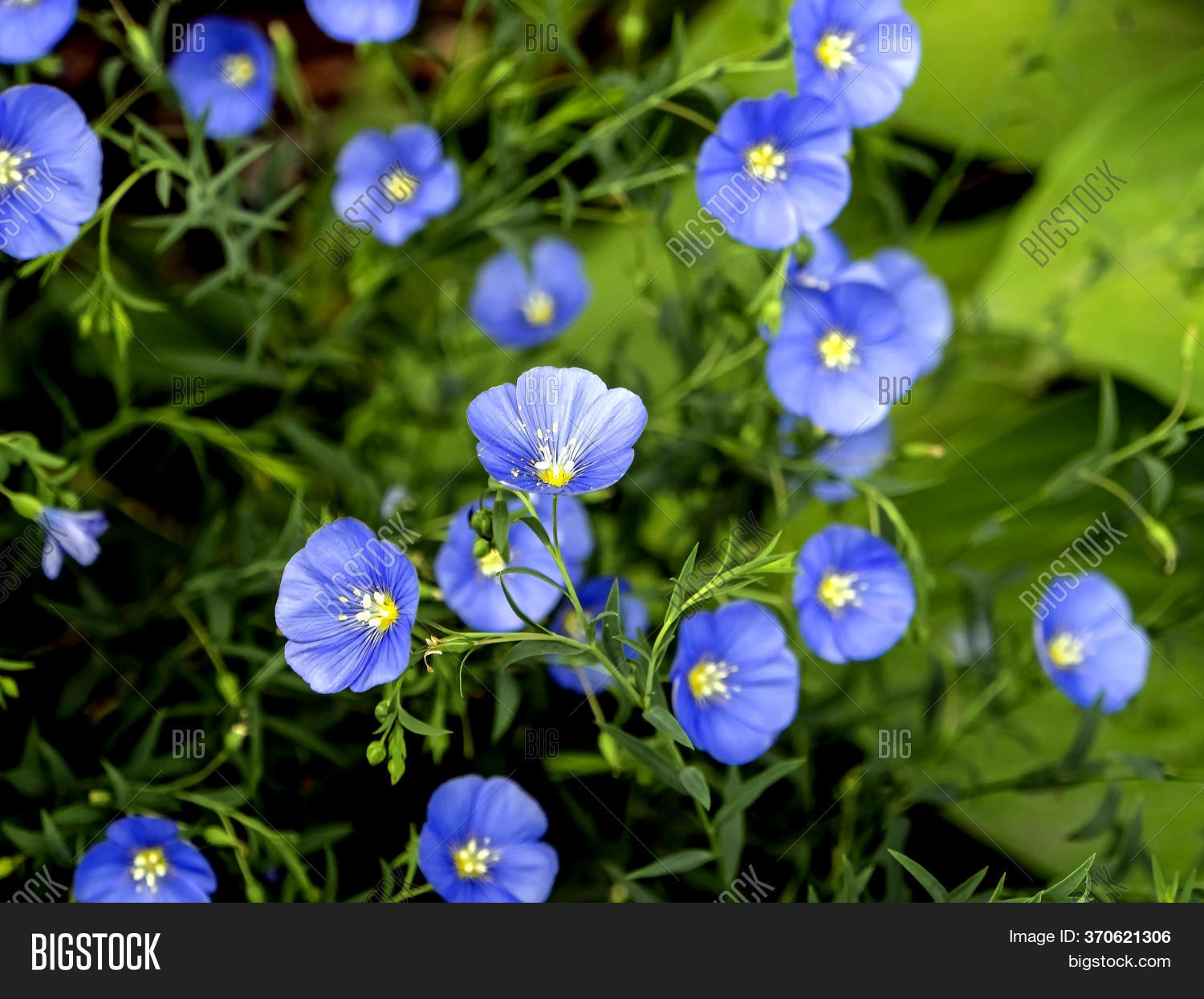 Delicate Blue Flax Image & Photo (Free Trial) | Bigstock