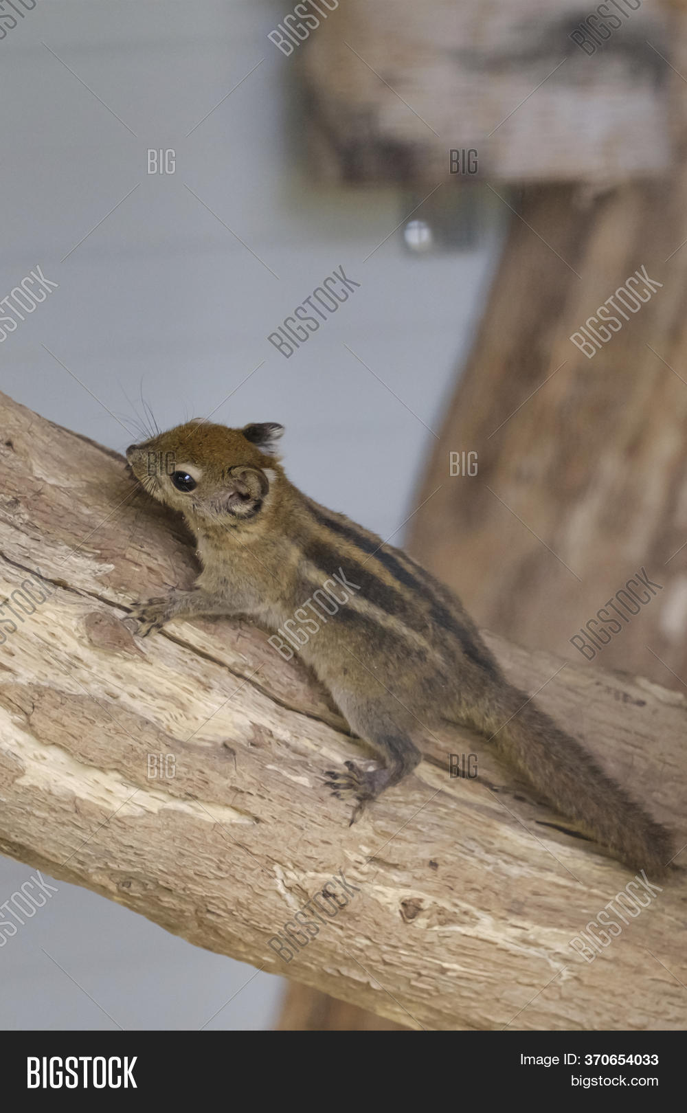 Striped Rodents Image & Photo (Free Trial) | Bigstock