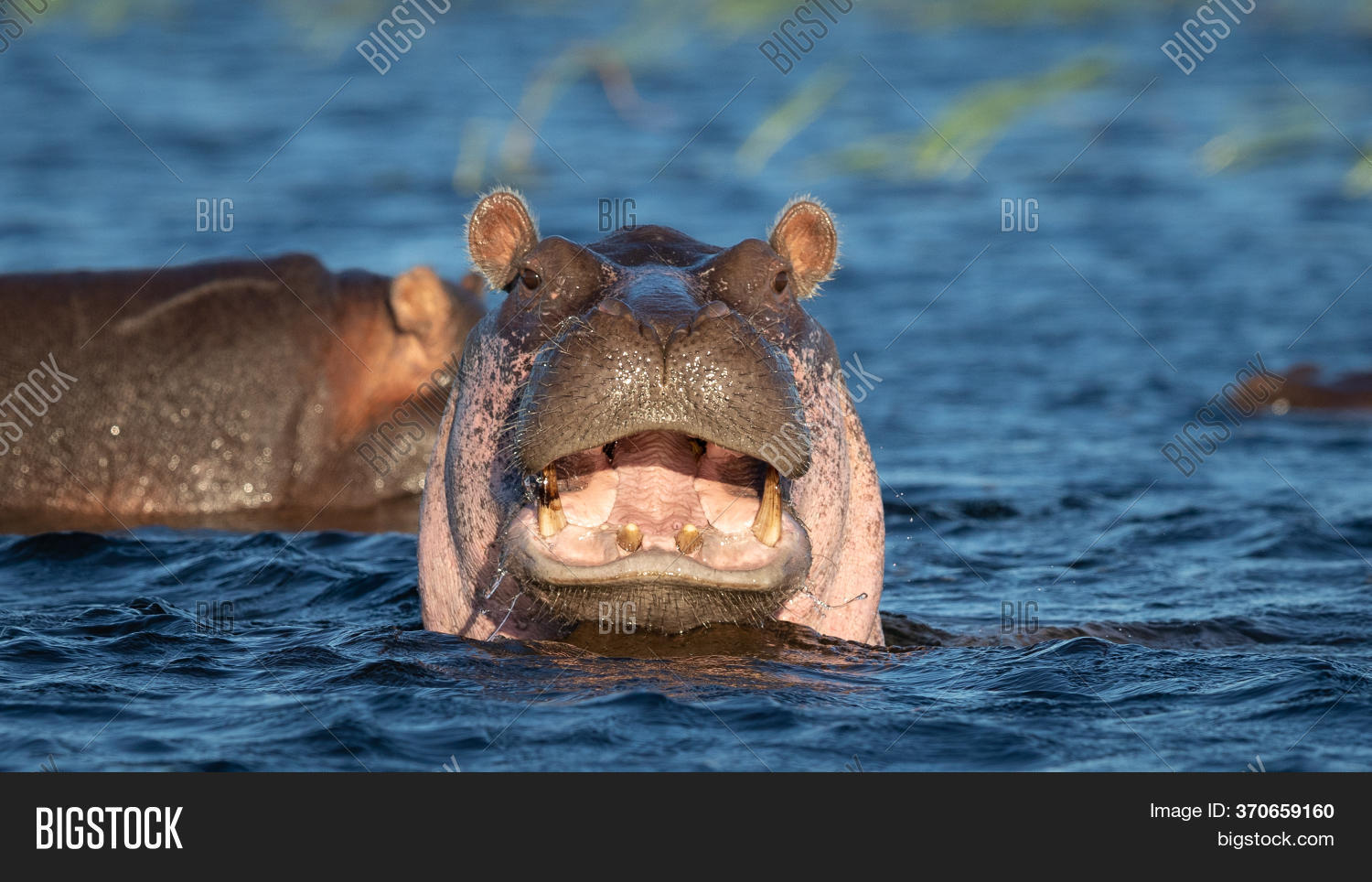 Hippo Close On Head Image & Photo (Free Trial) | Bigstock