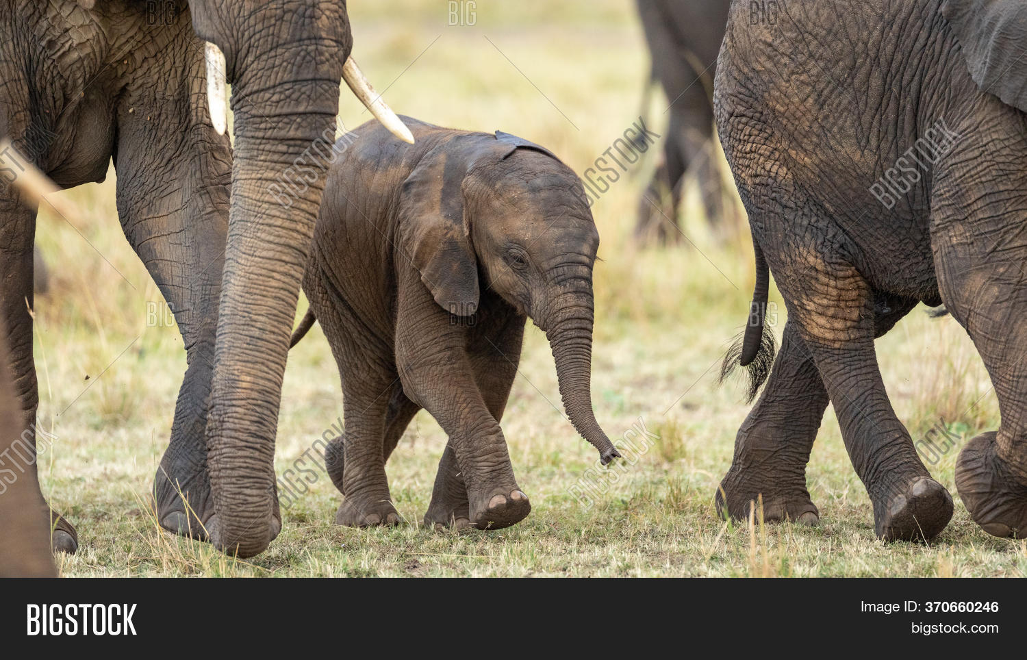 One Tiny Baby Elephant Image & Photo (Free Trial) | Bigstock
