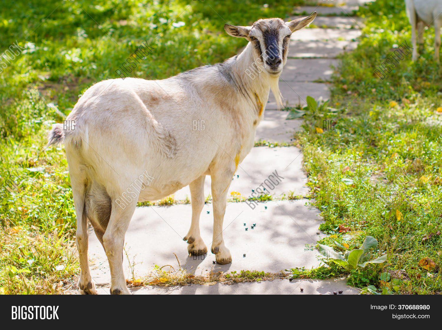 Domestic Goats Farm. Image & Photo (Free Trial) | Bigstock