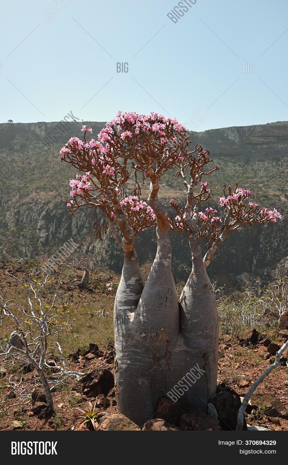 Flowering Bottle Tree Image & Photo (Free Trial) | Bigstock