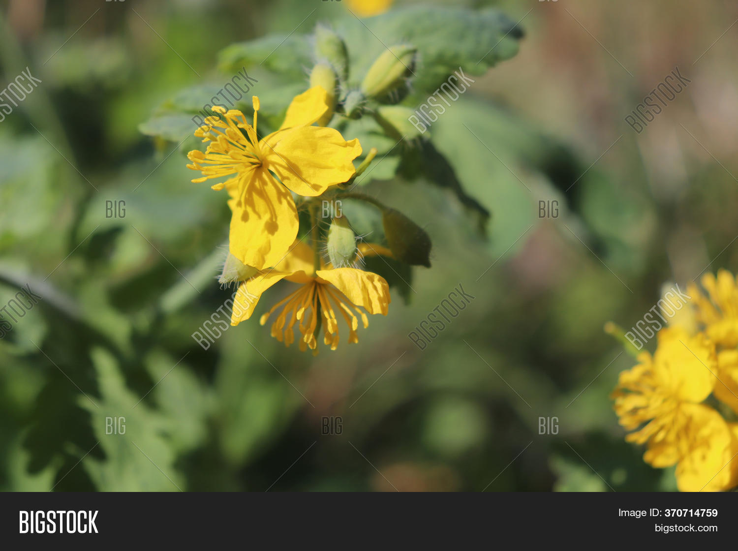 Celandine Plant Yellow Image & Photo (Free Trial) | Bigstock